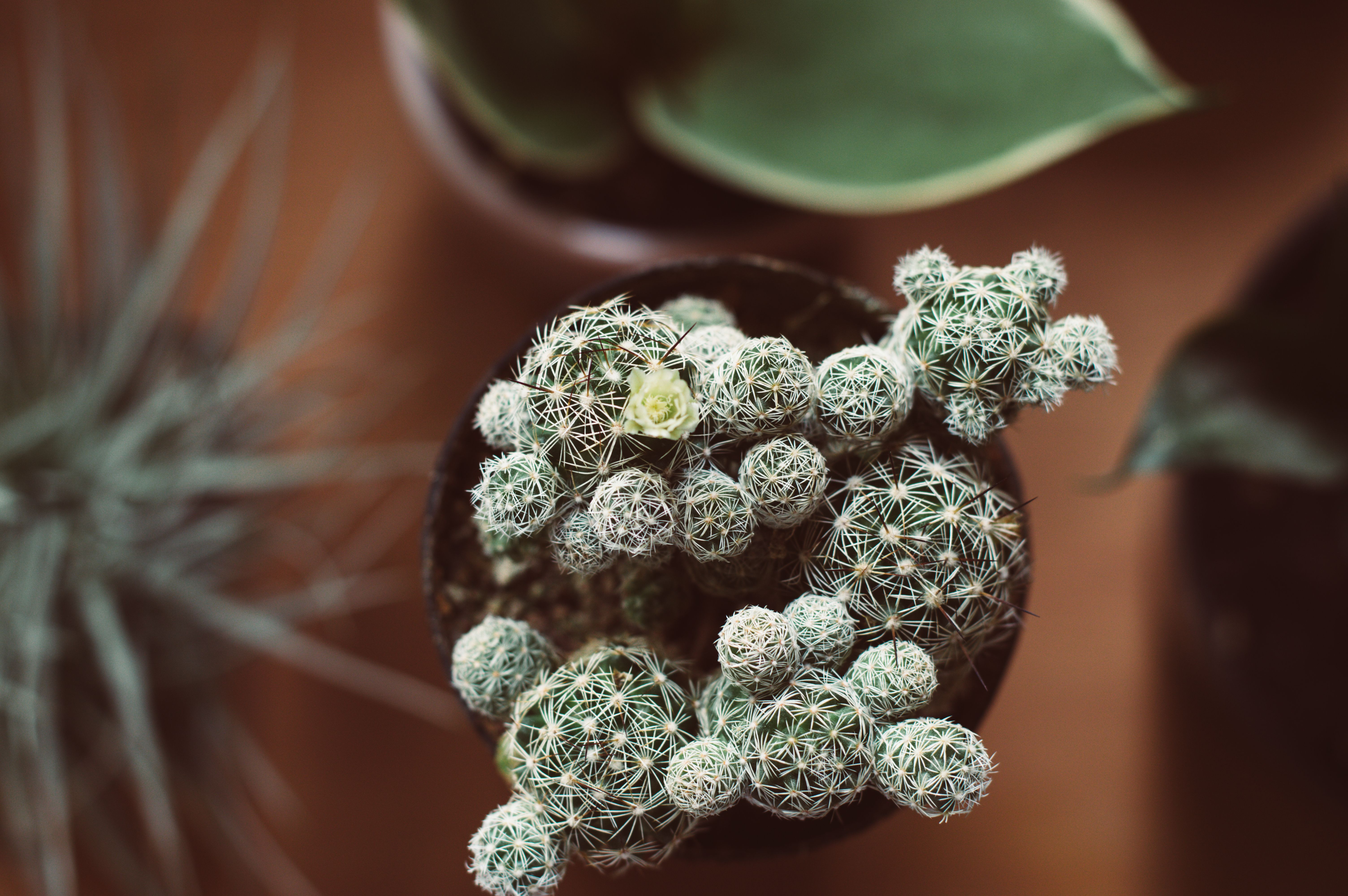 Cactus in Close Up Photography · Free Stock Photo