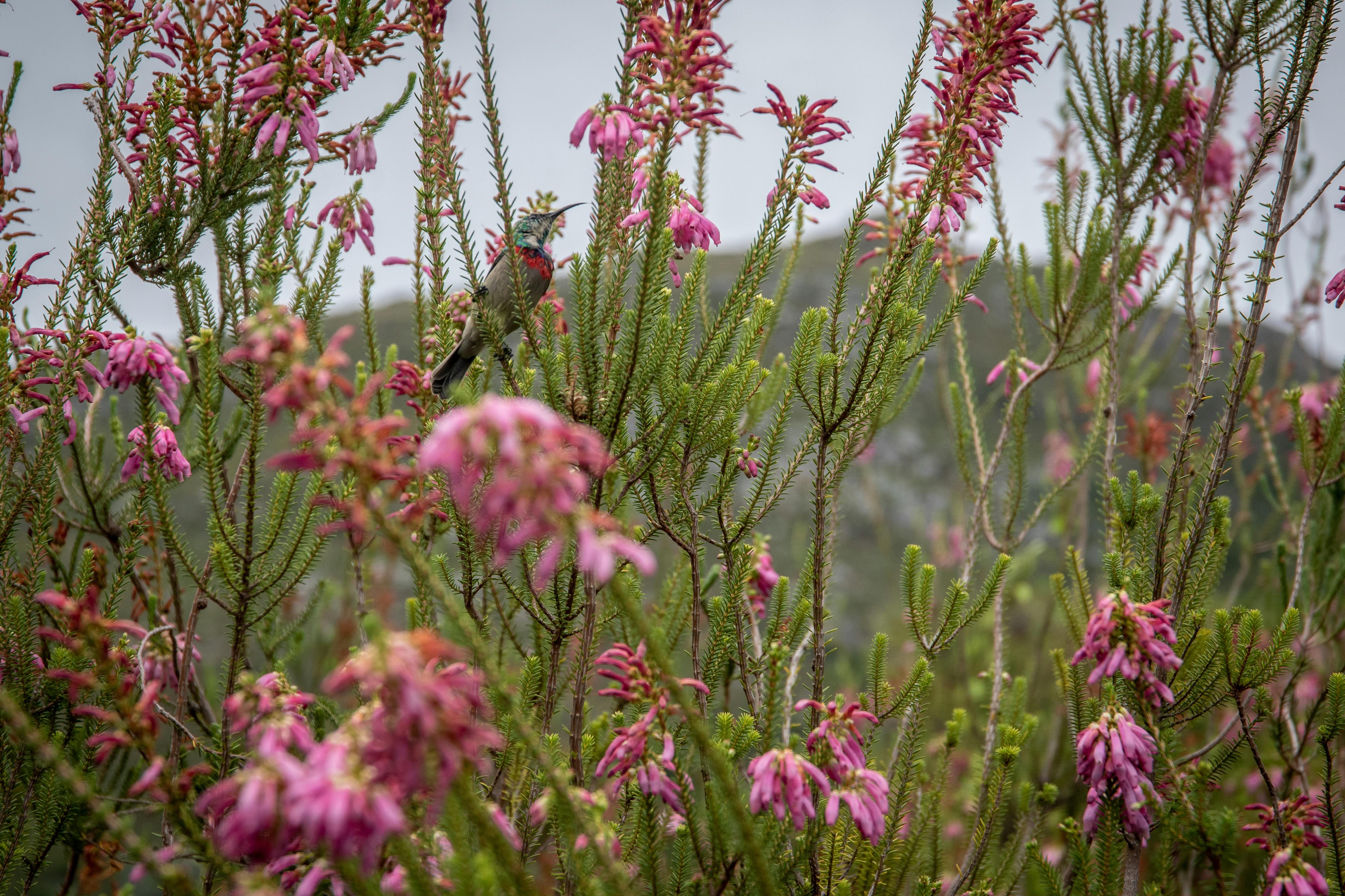 Fynbos Flowers Photos, Download The BEST Free Fynbos Flowers Stock ...