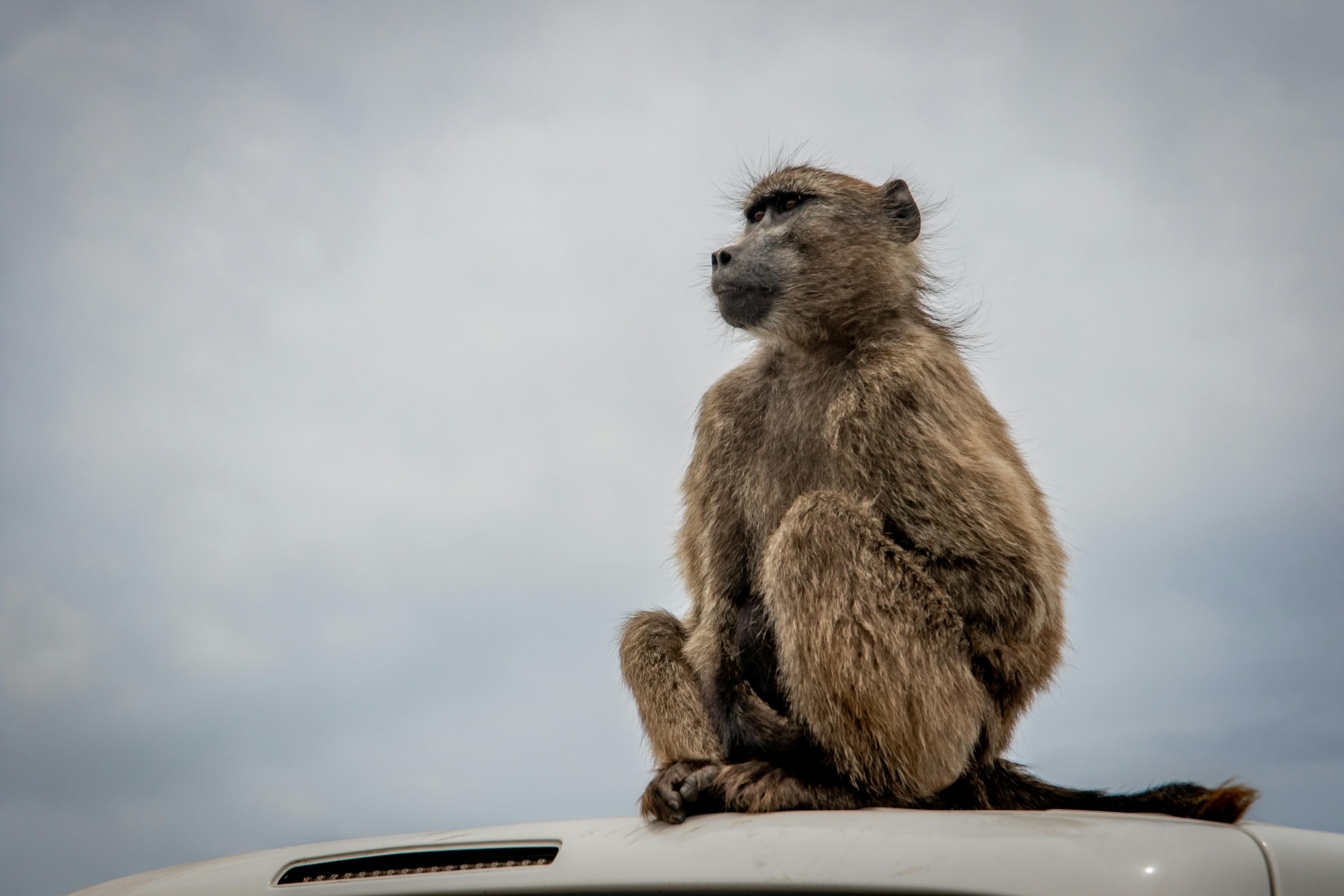 Brown Monkey Sitting on the Roof · Free Stock Photo