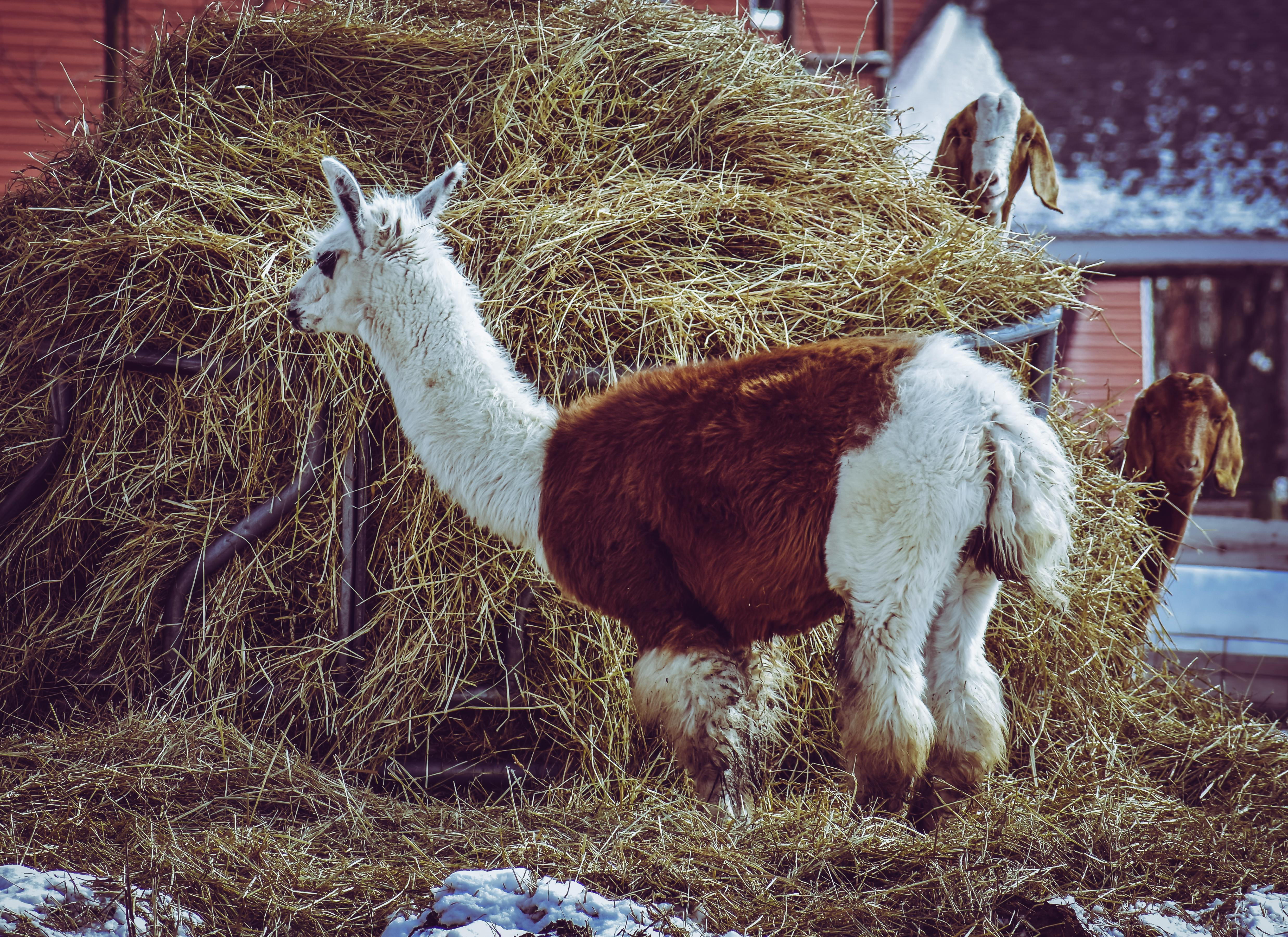 White and Brown Llama Eating Hay · Free Stock Photo