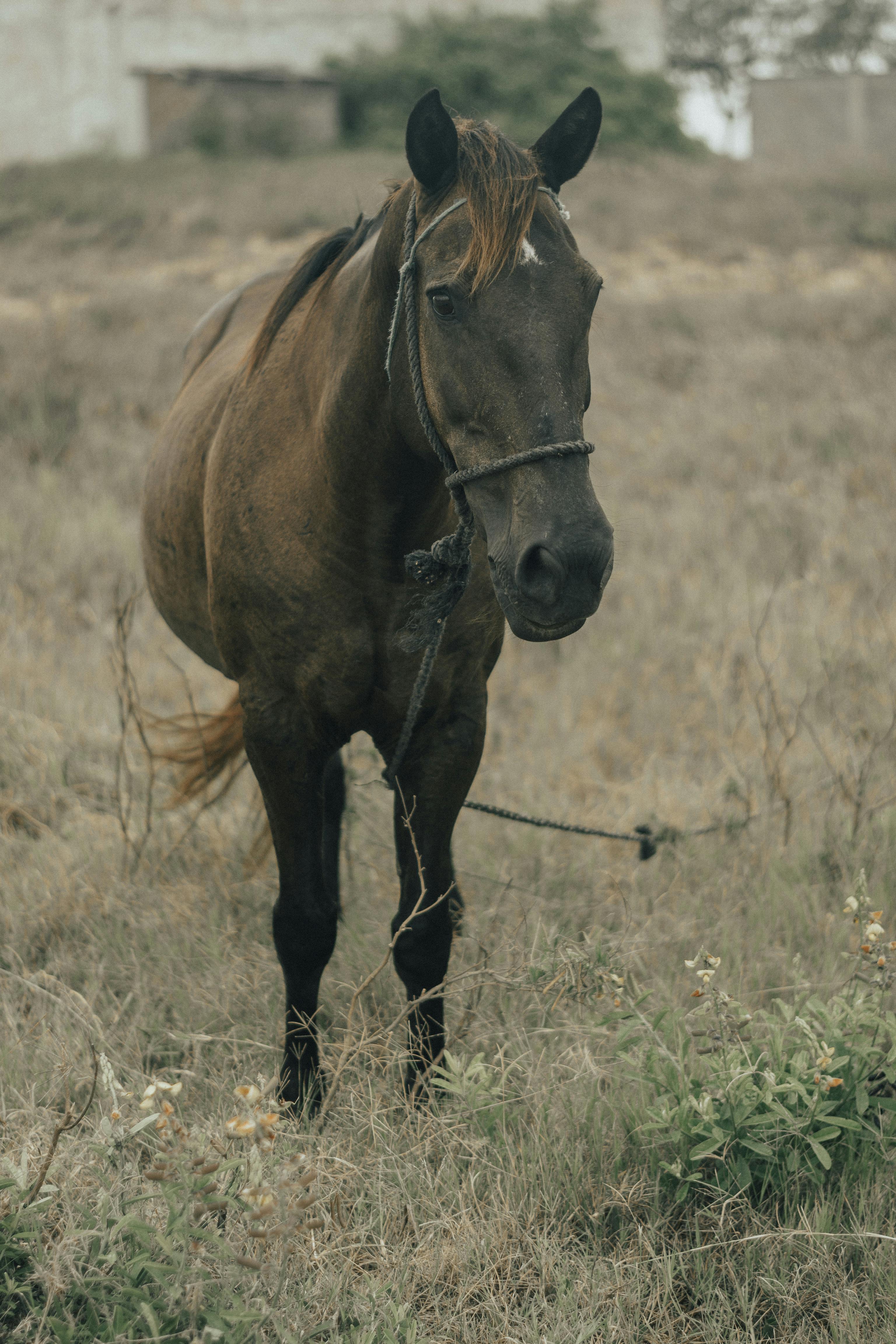 Man on White Horse Next to Dog on Grassy Field · Free Stock Photo