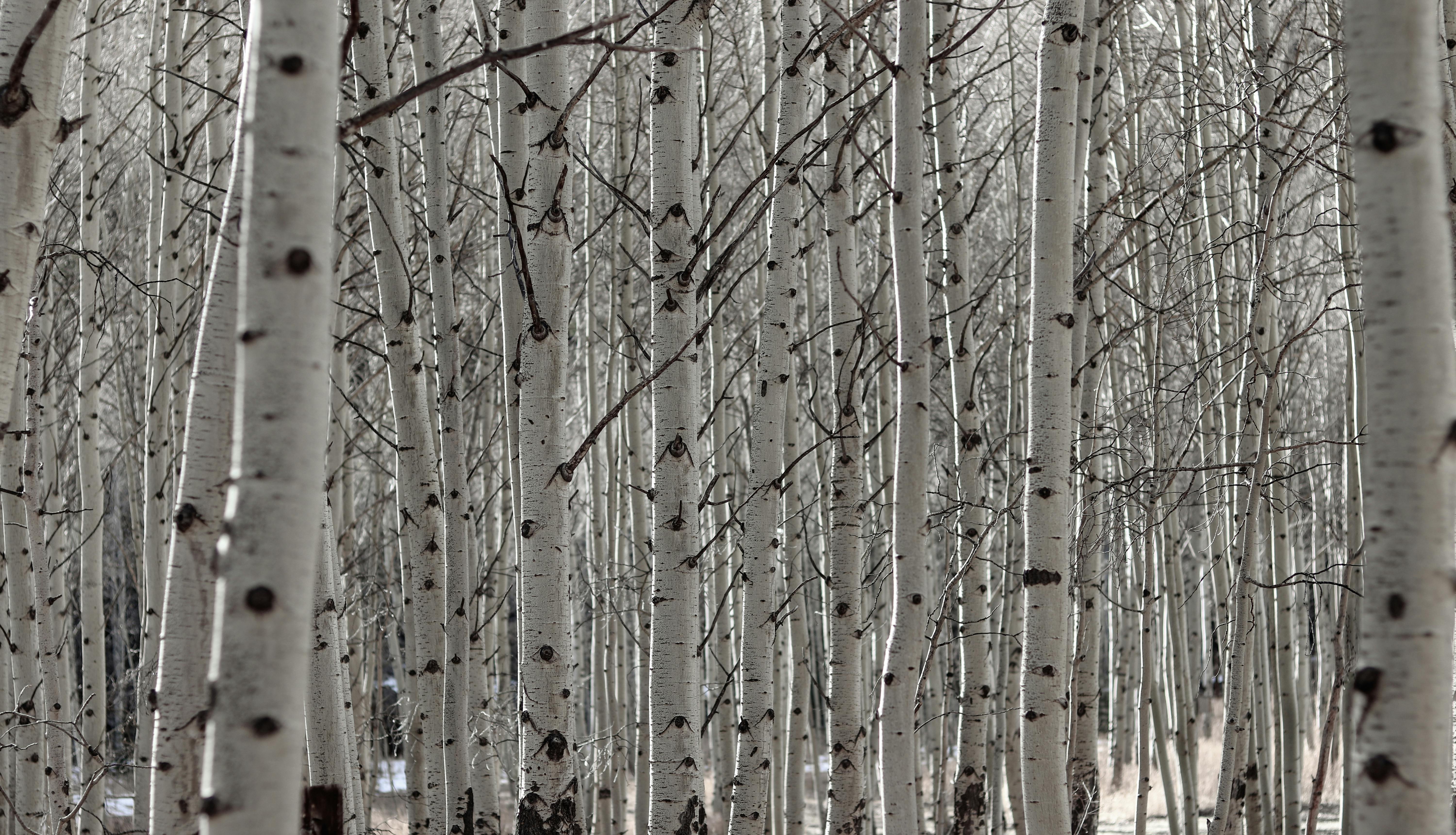 Bare Trees · Free Stock Photo