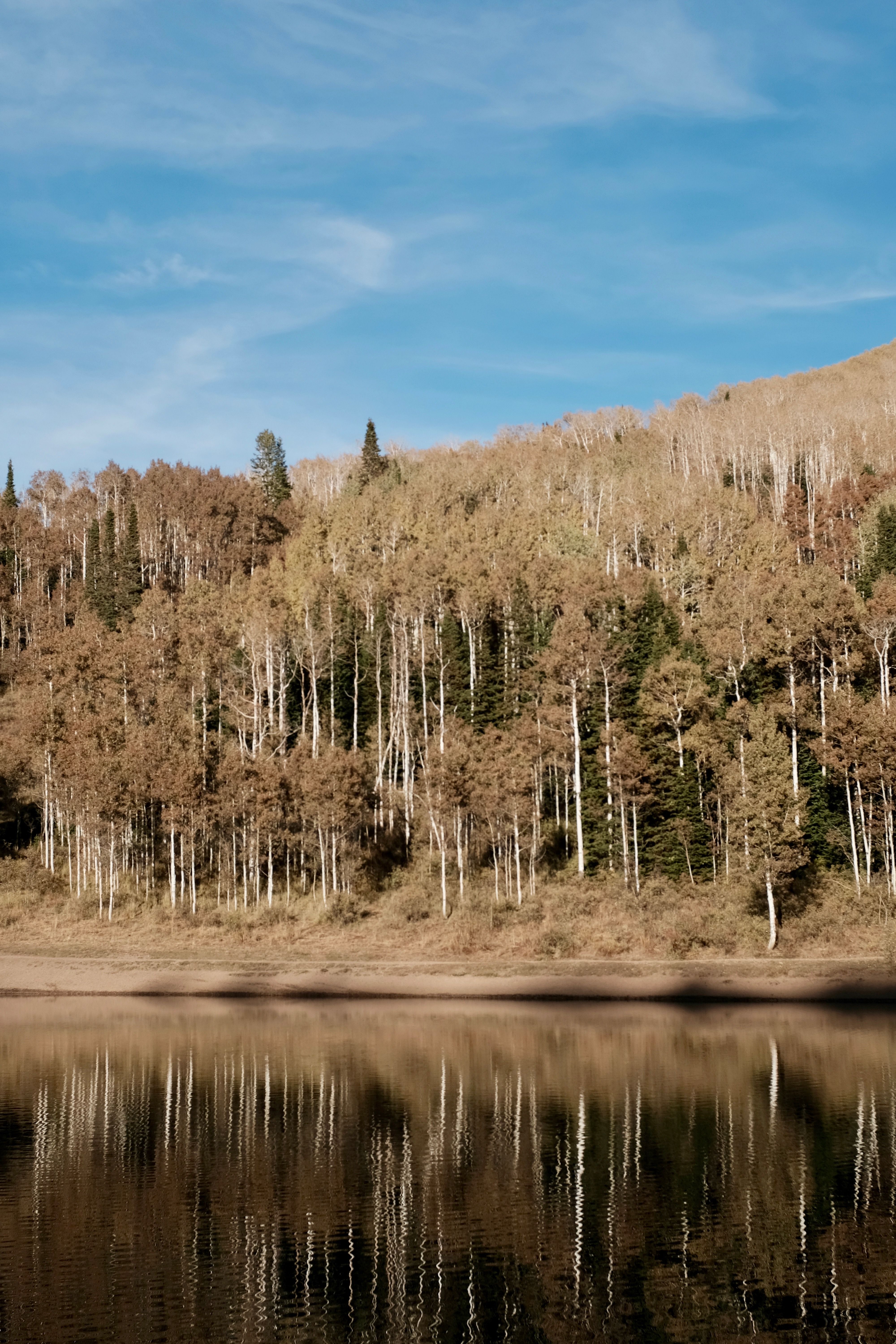 Brown Trees Near Lake and Mountains · Free Stock Photo