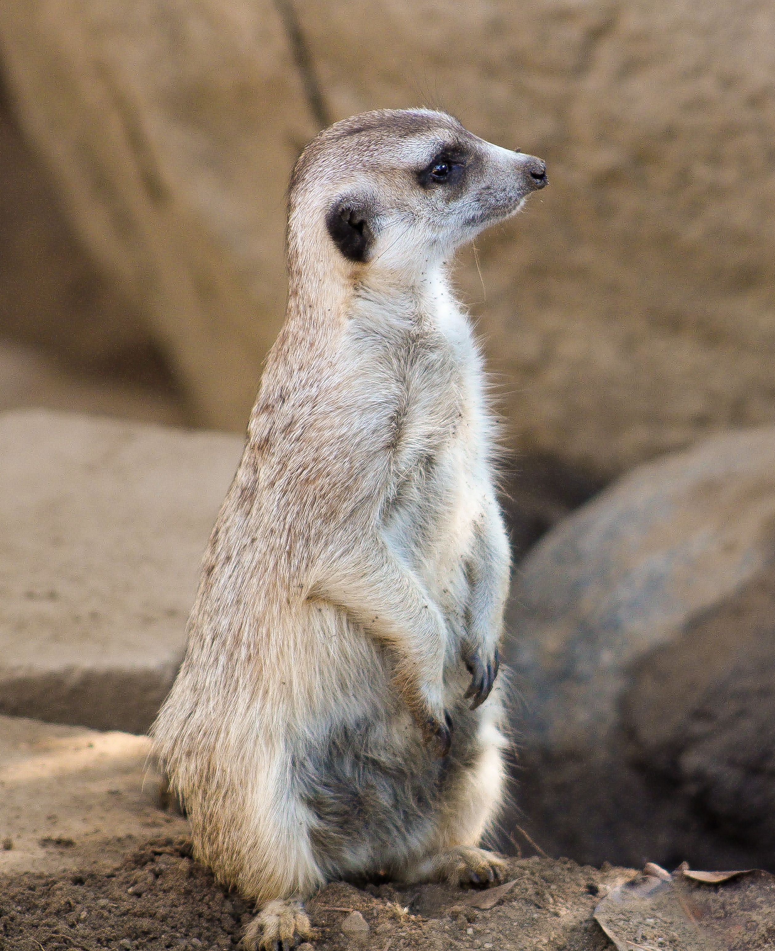 Photo Of A Meerkat · Free Stock Photo