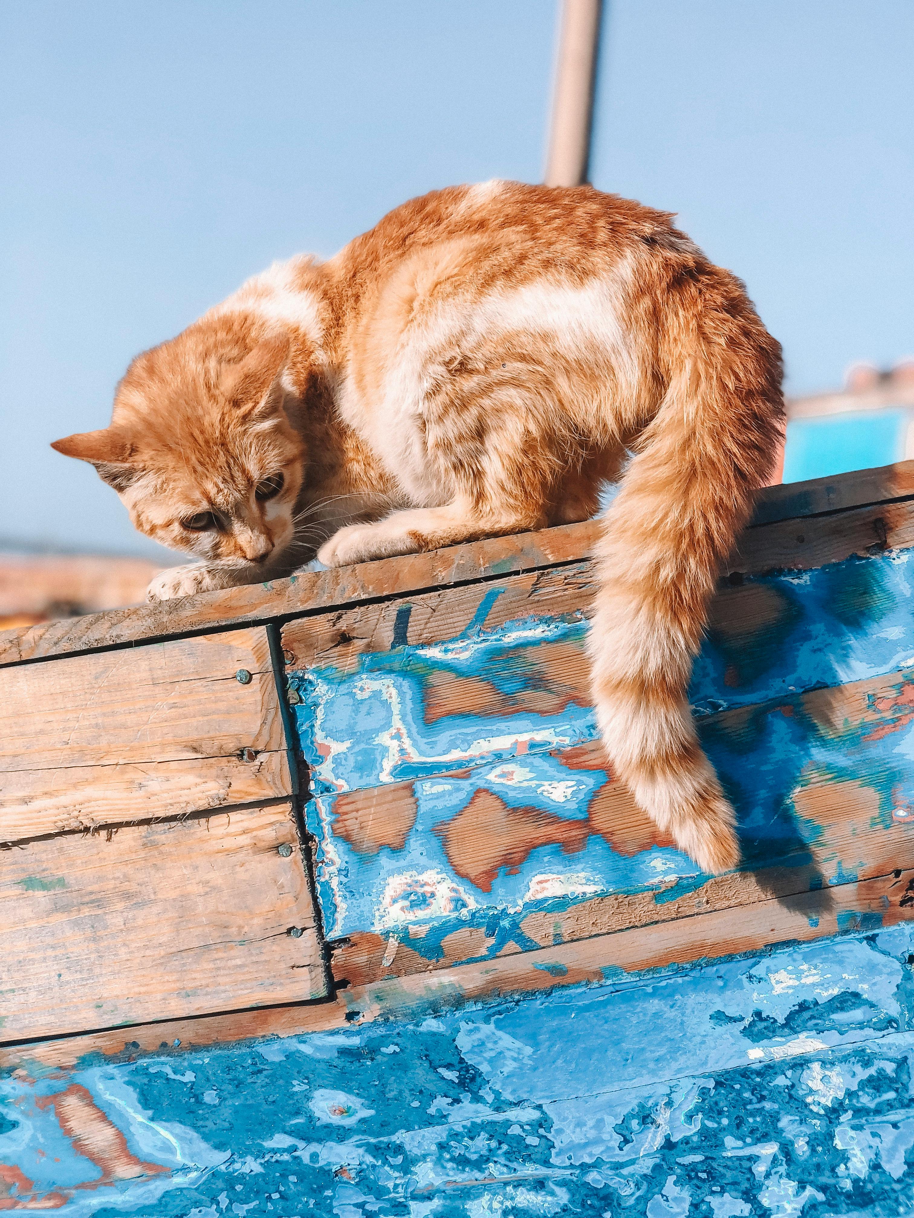 Gratis lagerfoto af katte, marocco, rød kat