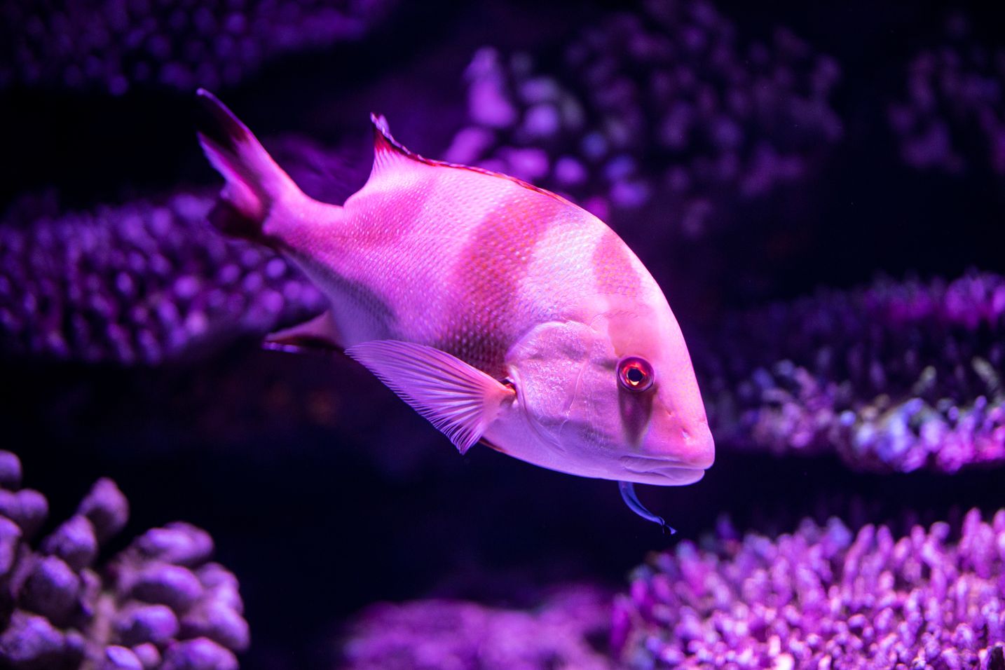 Oreochromis Fish Species Overview and Characteristics