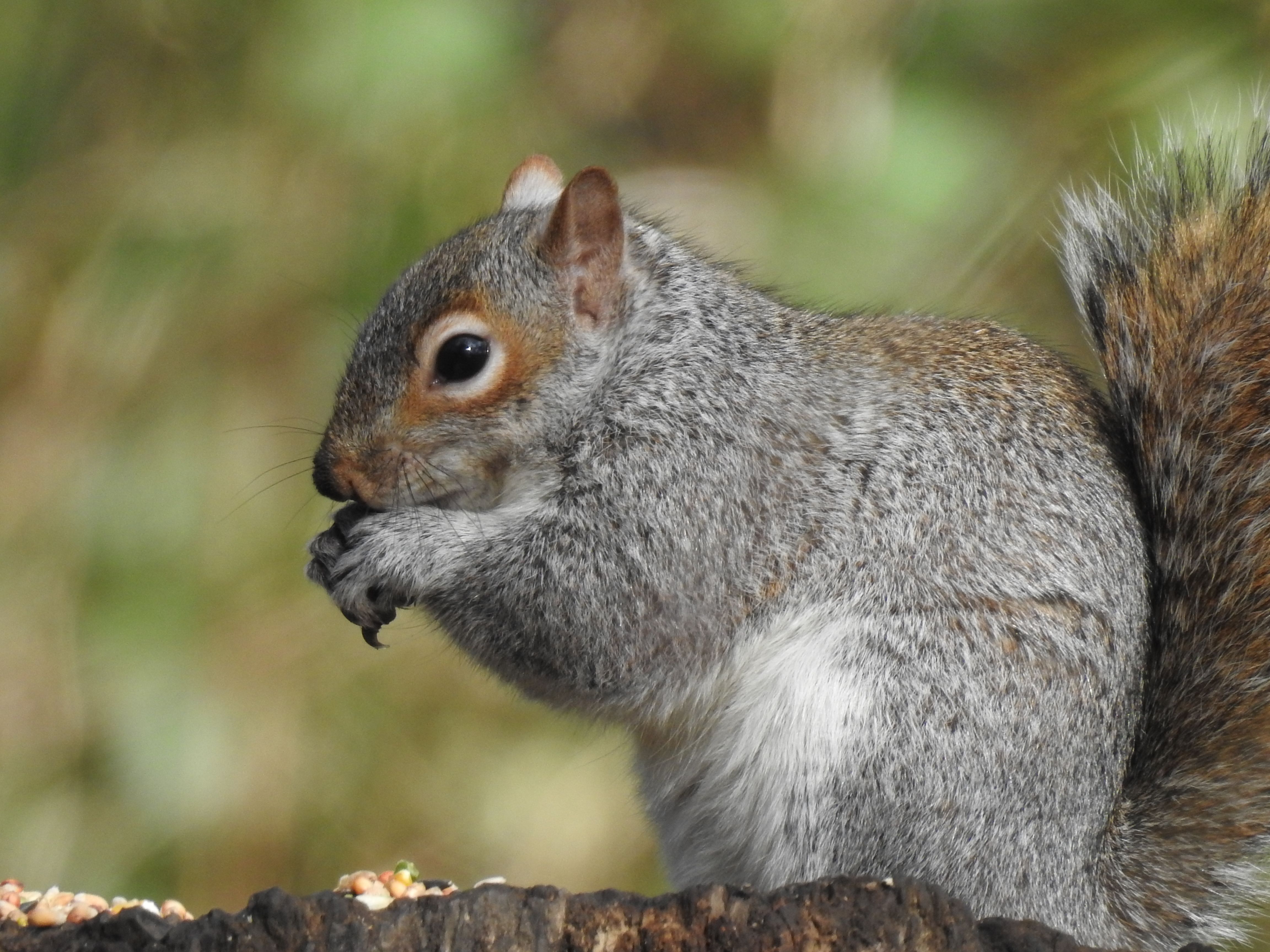 Gray Squirrel · Free Stock Photo