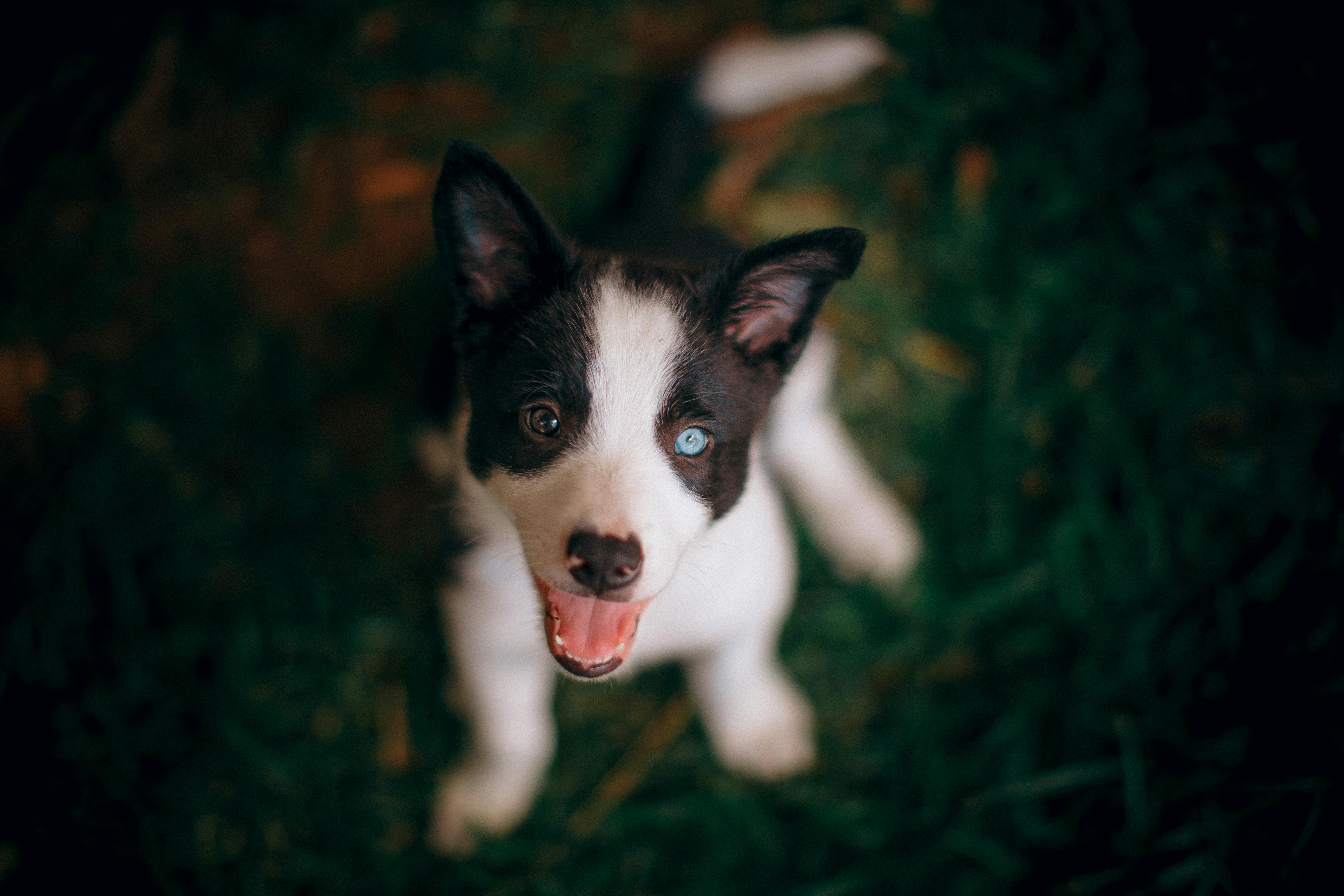 Close-Up Photo Of Puppy · Free Stock Photo