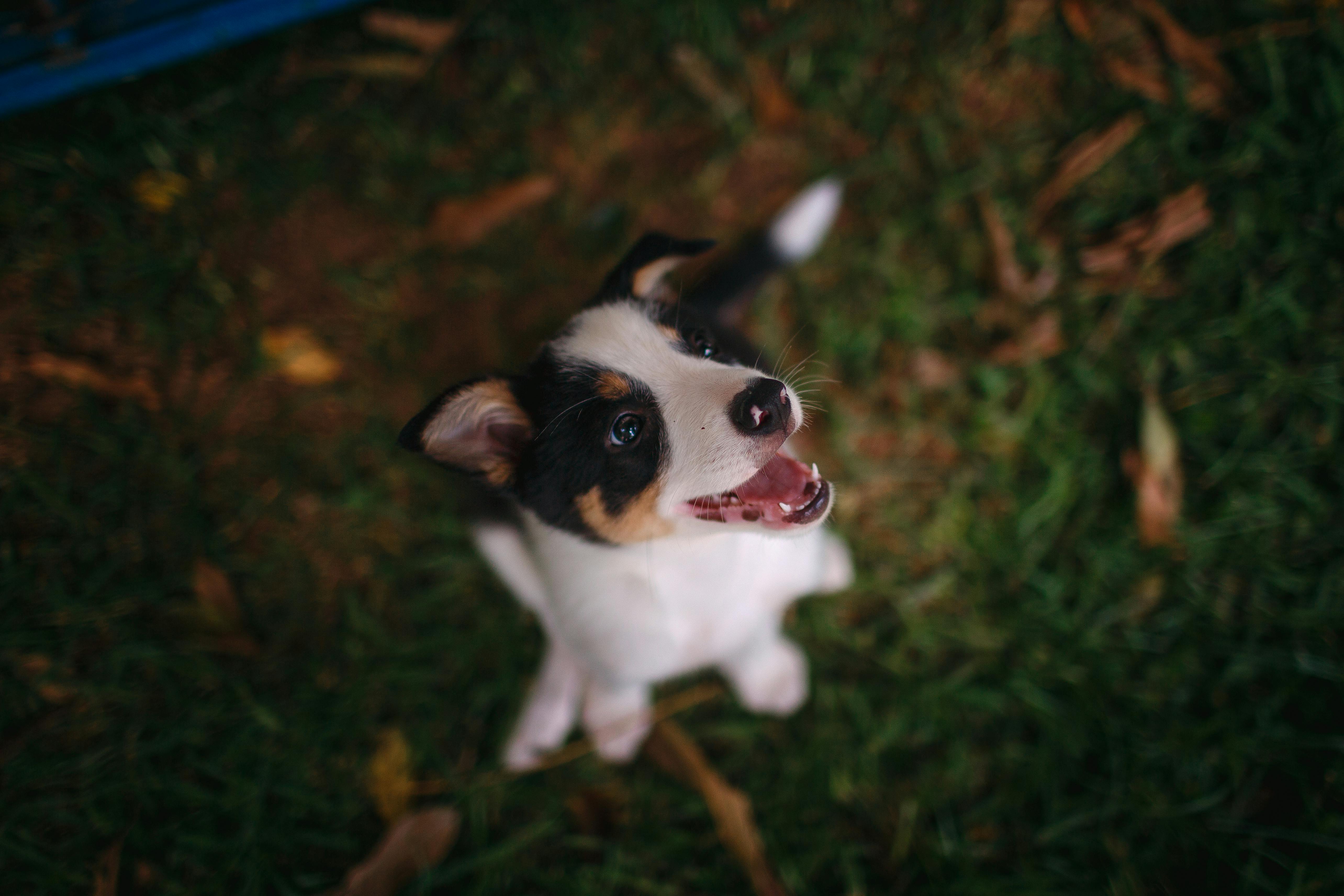 Perro Blanco · Fotos de stock gratuitas
