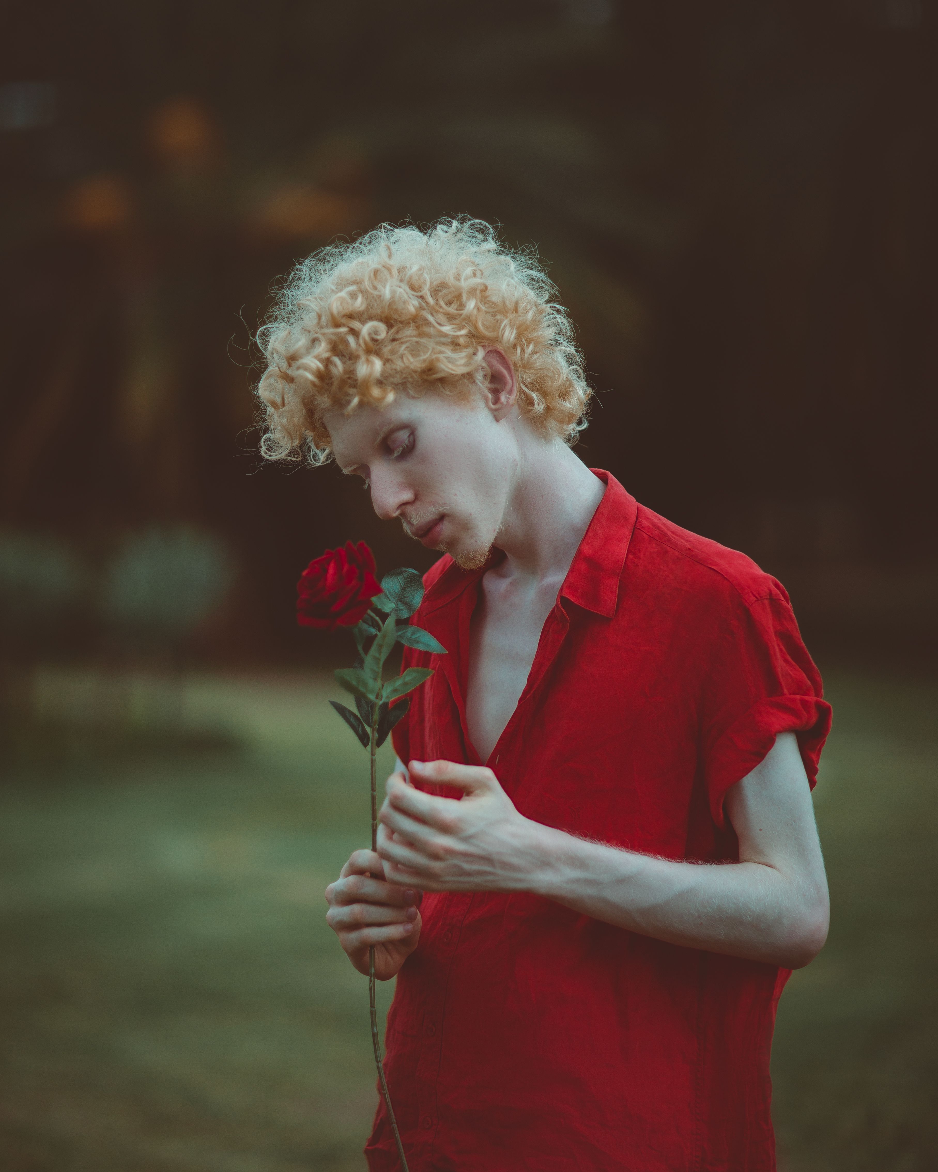 Man Wearing Red Dress Shirt Holding Red Rose · Free Stock Photo