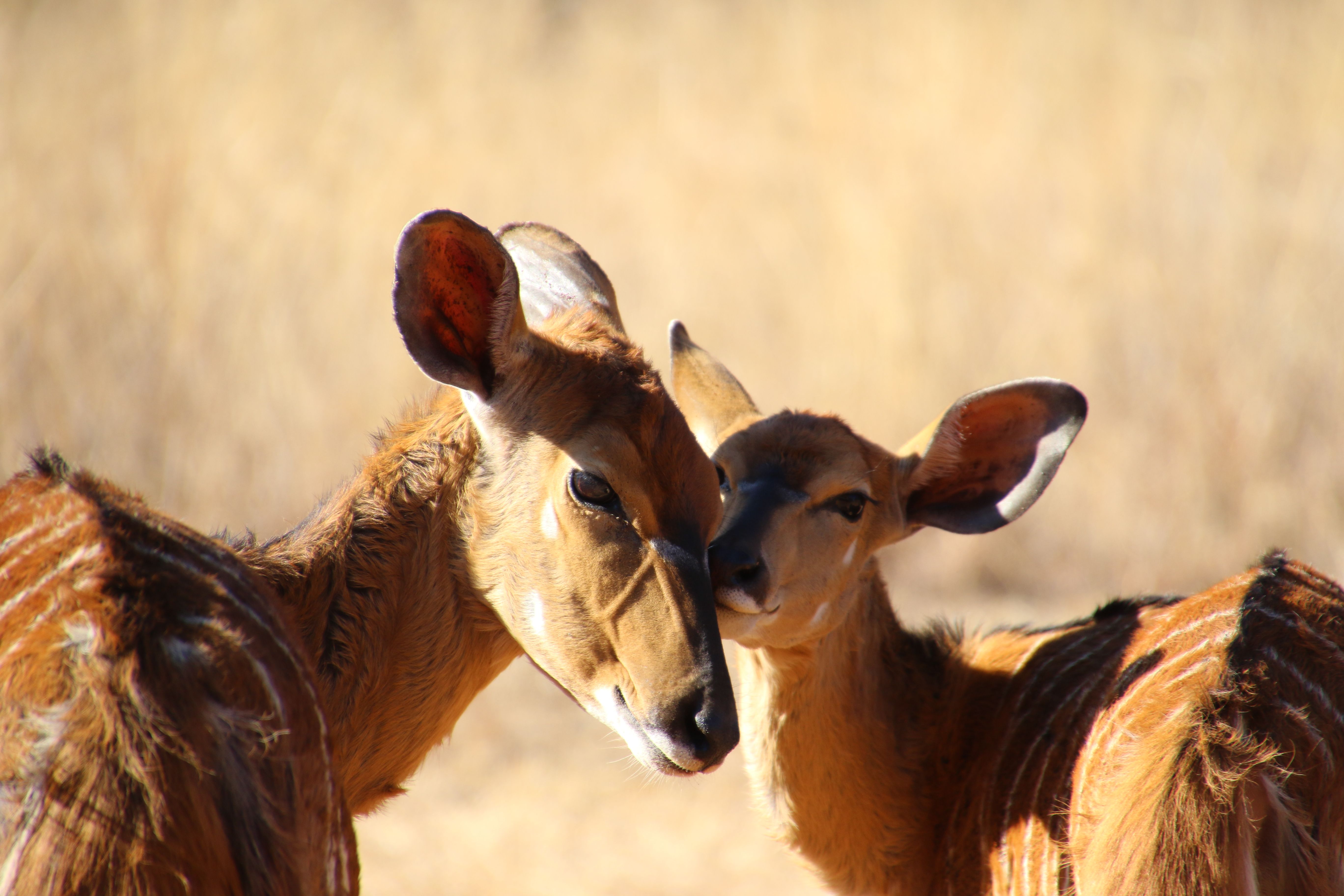 50+ Maguru Nyala Bilder und Fotos · Kostenlos Downloaden · Pexels Stock ...