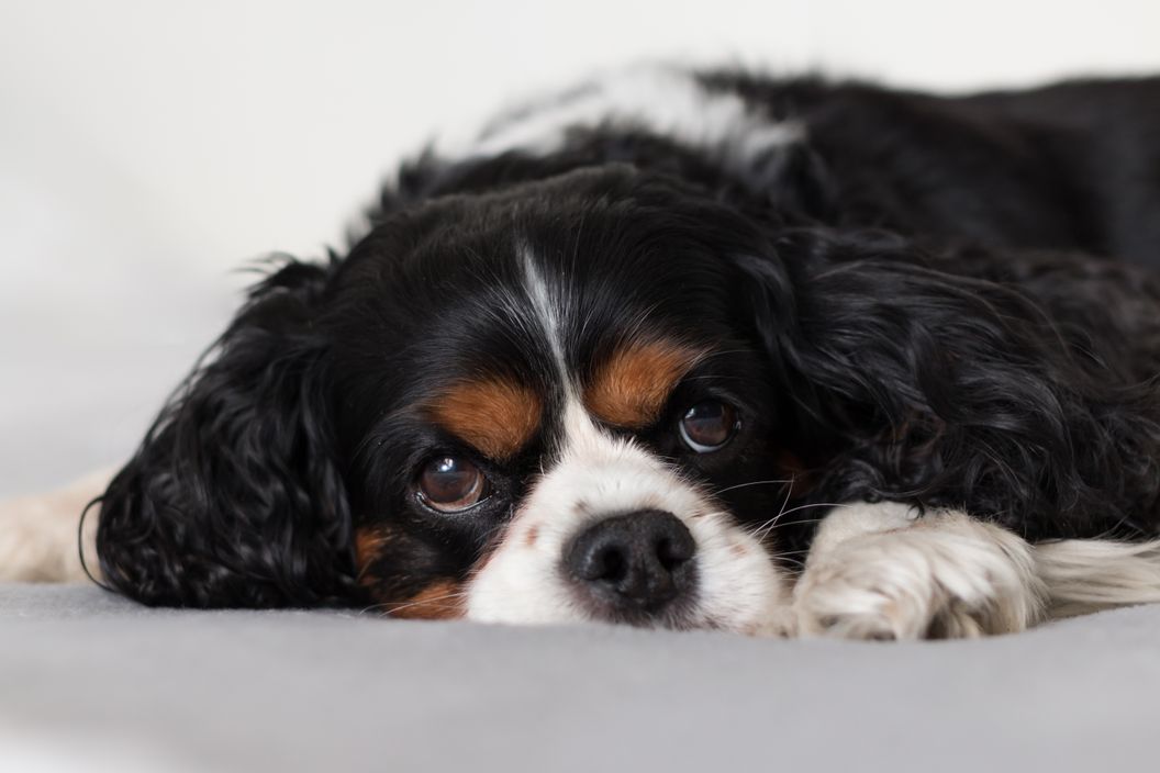 Cavalier Spaniel Heart Problems: Causes and Prevention Tips