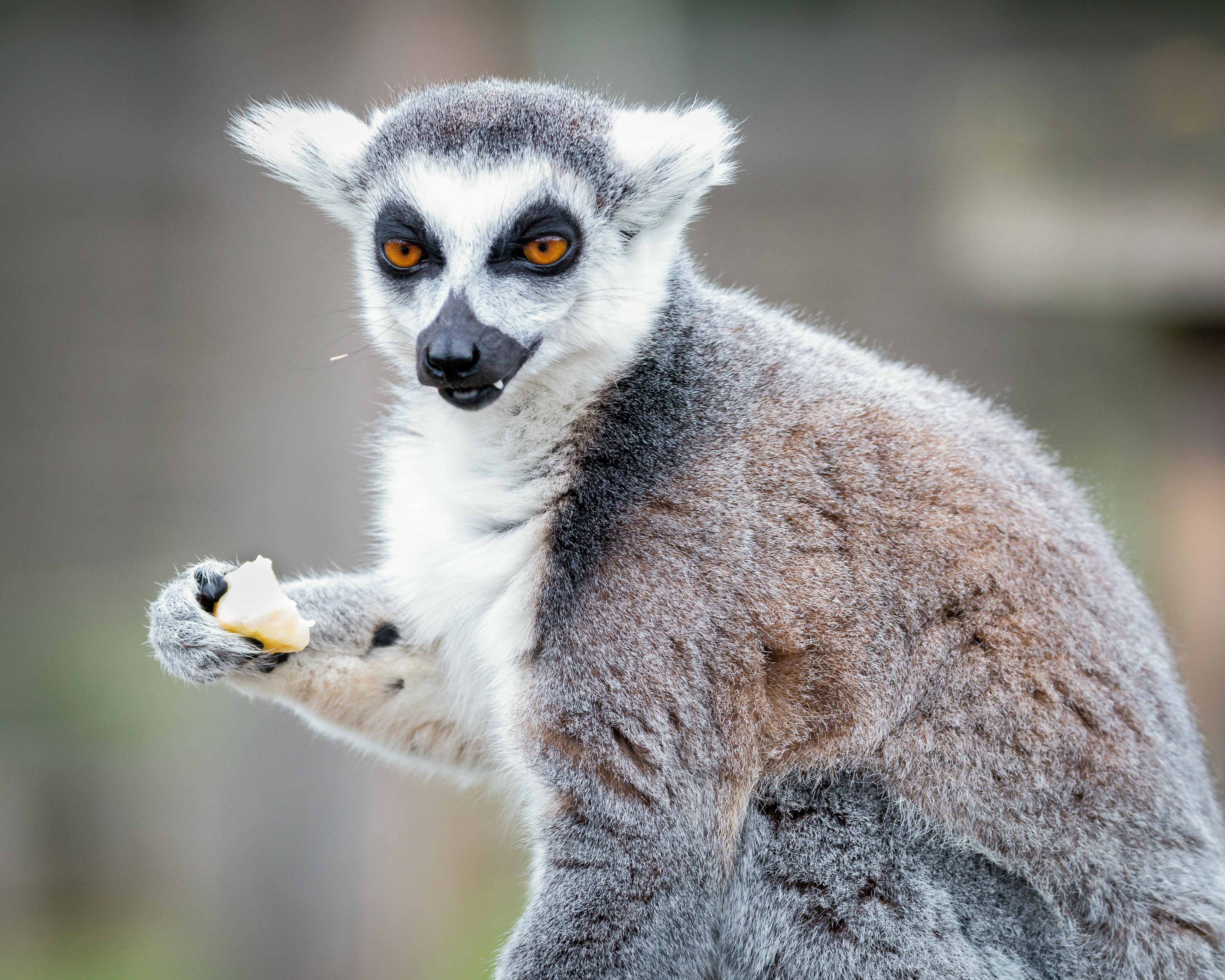 Photo Of A Lemur Eating · Free Stock Photo