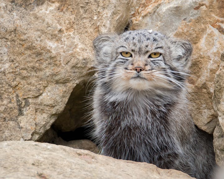 Pallas Cats as Pets: Unique Ownership and Care Requirements