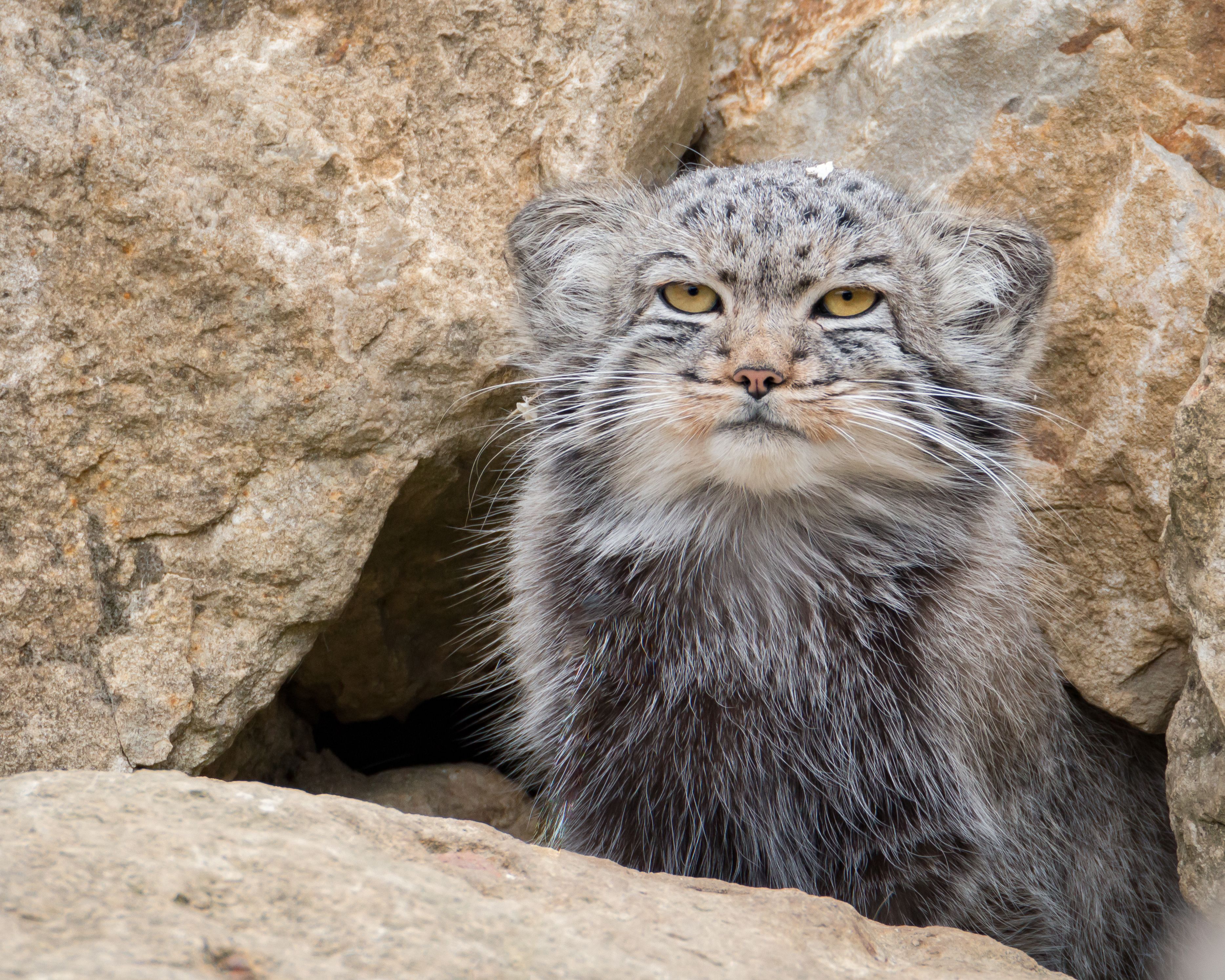 Photo Of A Pallas's Cat · Free Stock Photo
