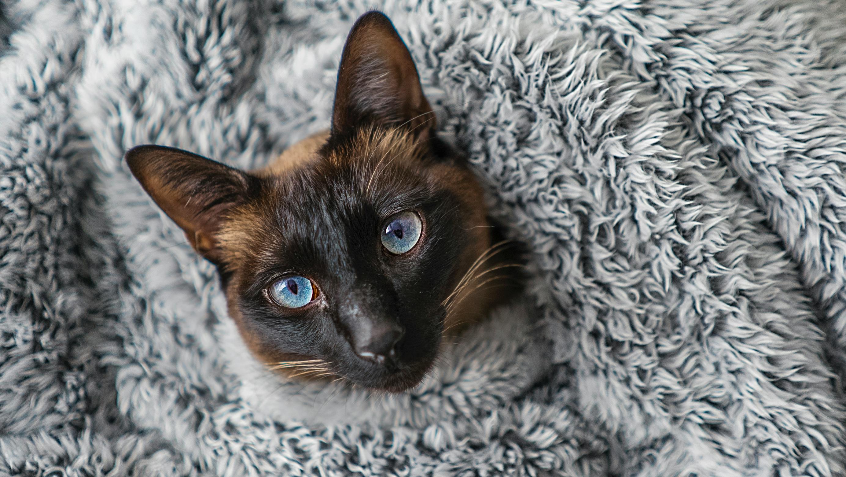 kaio Art - Fotografía