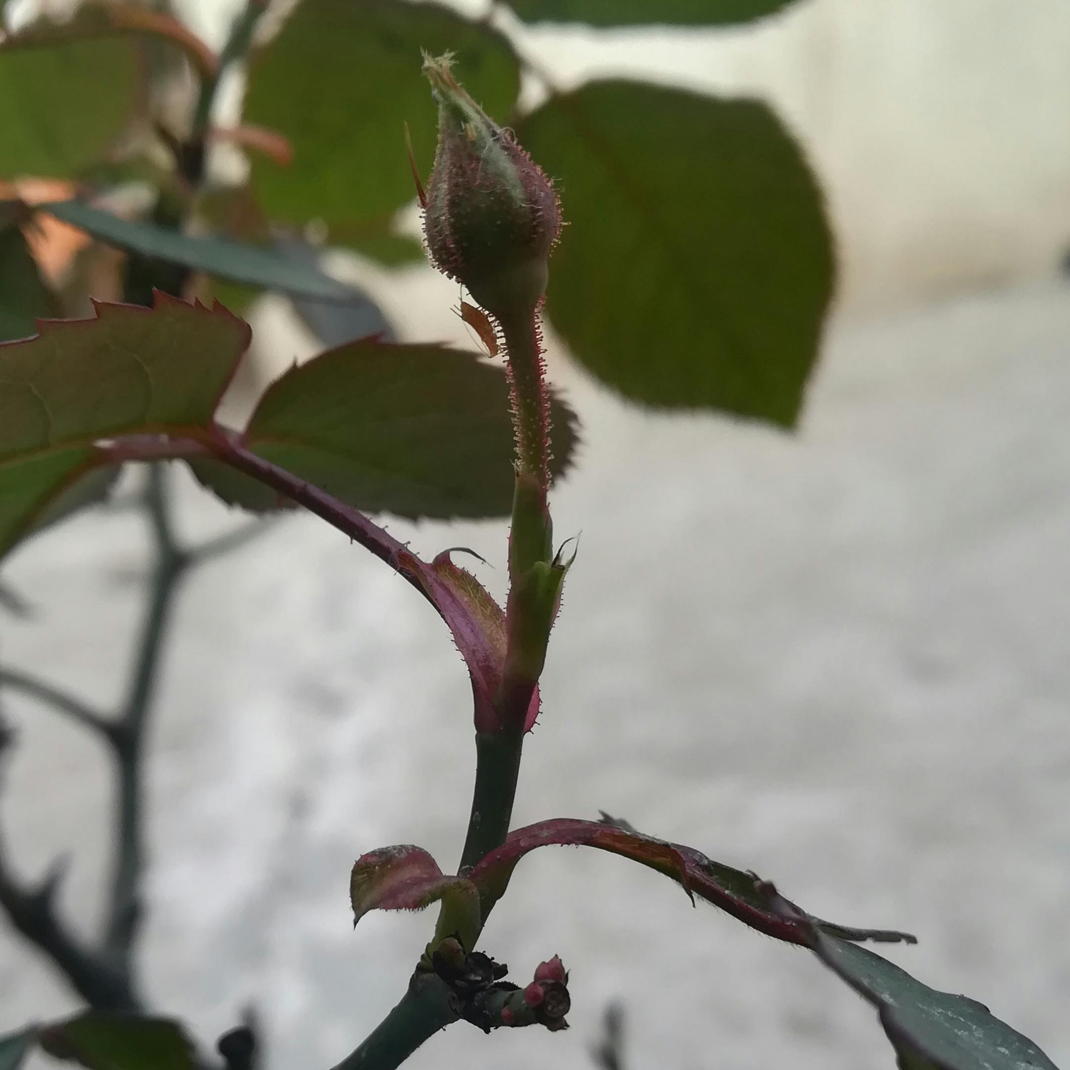 Abdullah Qasim - Photography