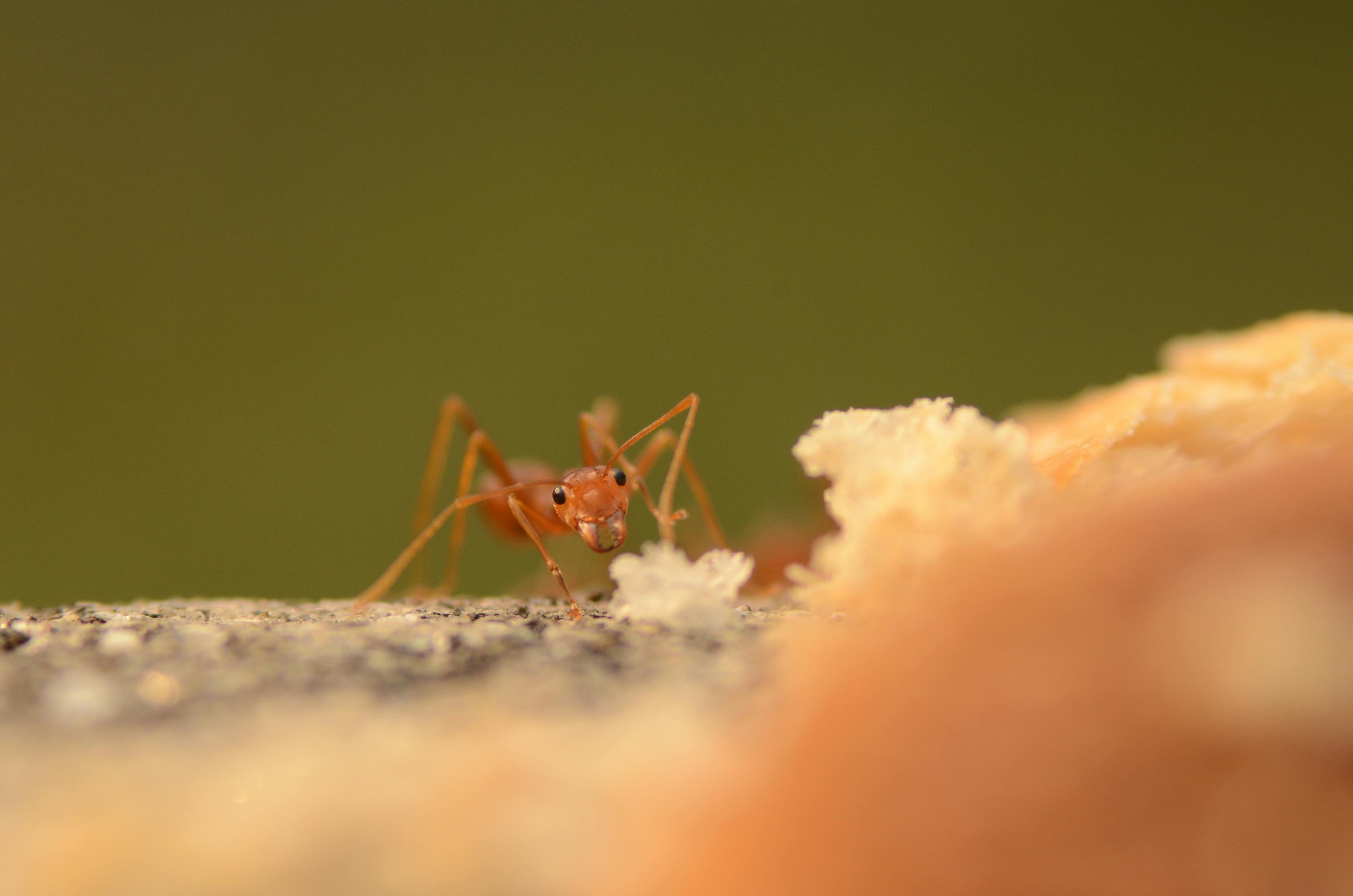 Close-up Shot Of An Ant · Free Stock Photo