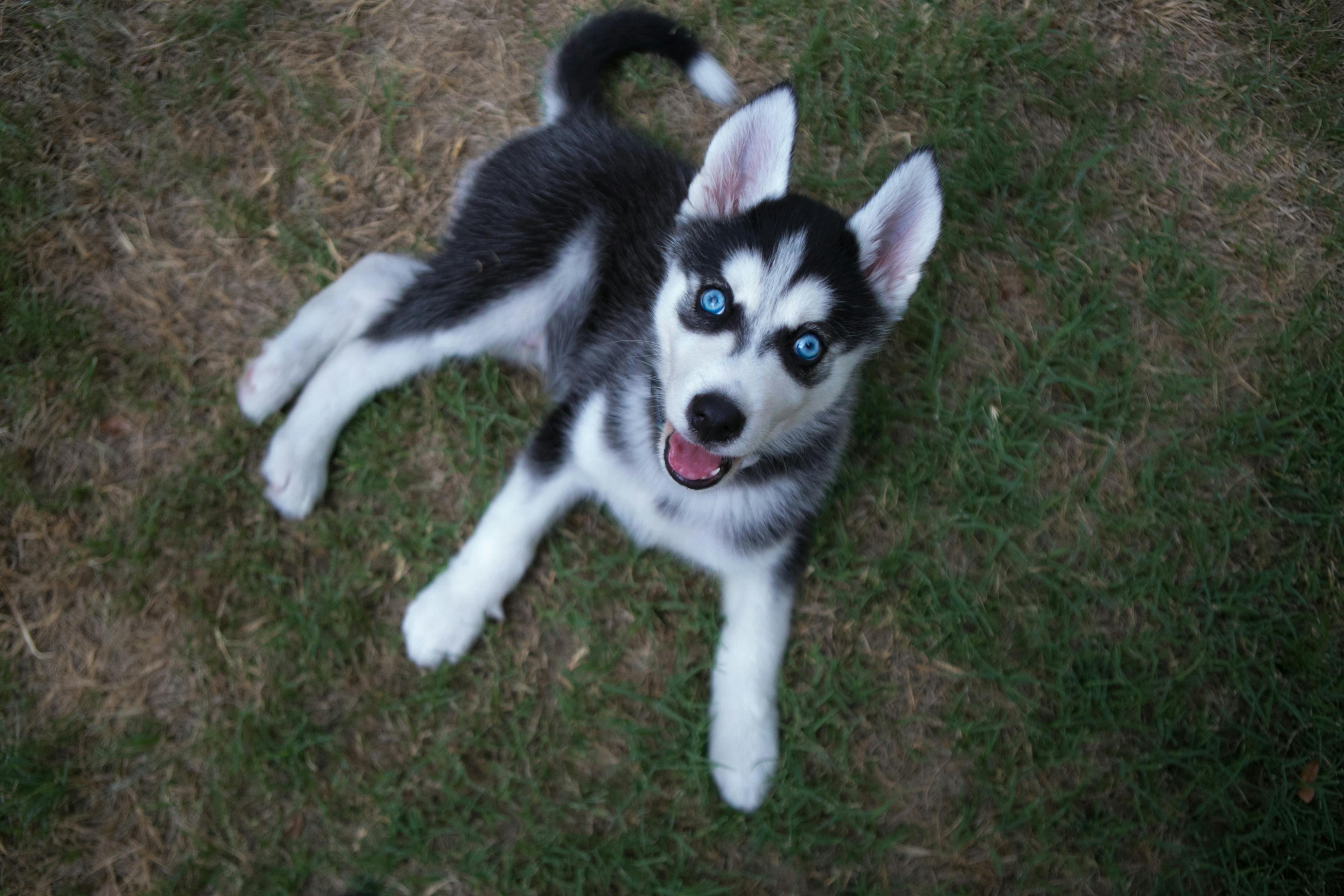 Gratis arkivbilde av hund, husky valp, sibirsk husky.