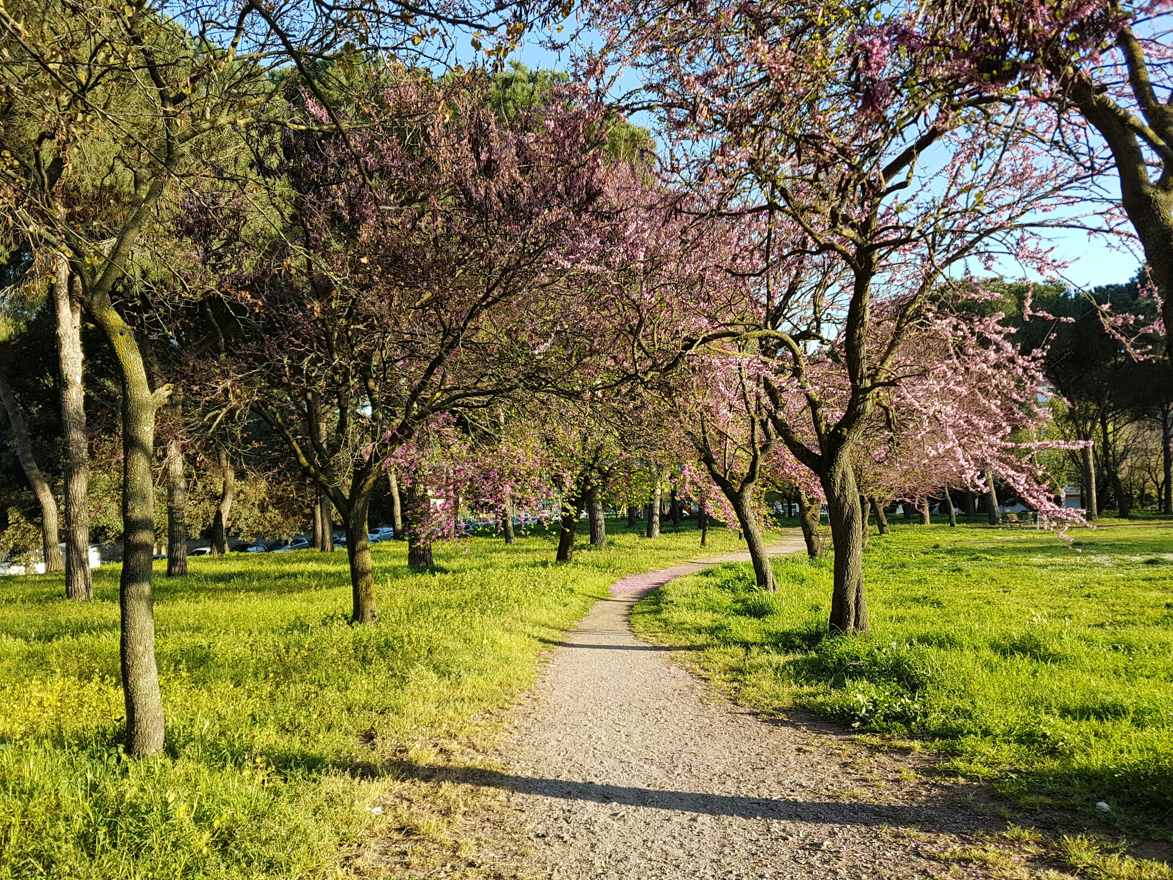 Free stock photo of nature, pink trees, rome - Stock Image - Everypixel