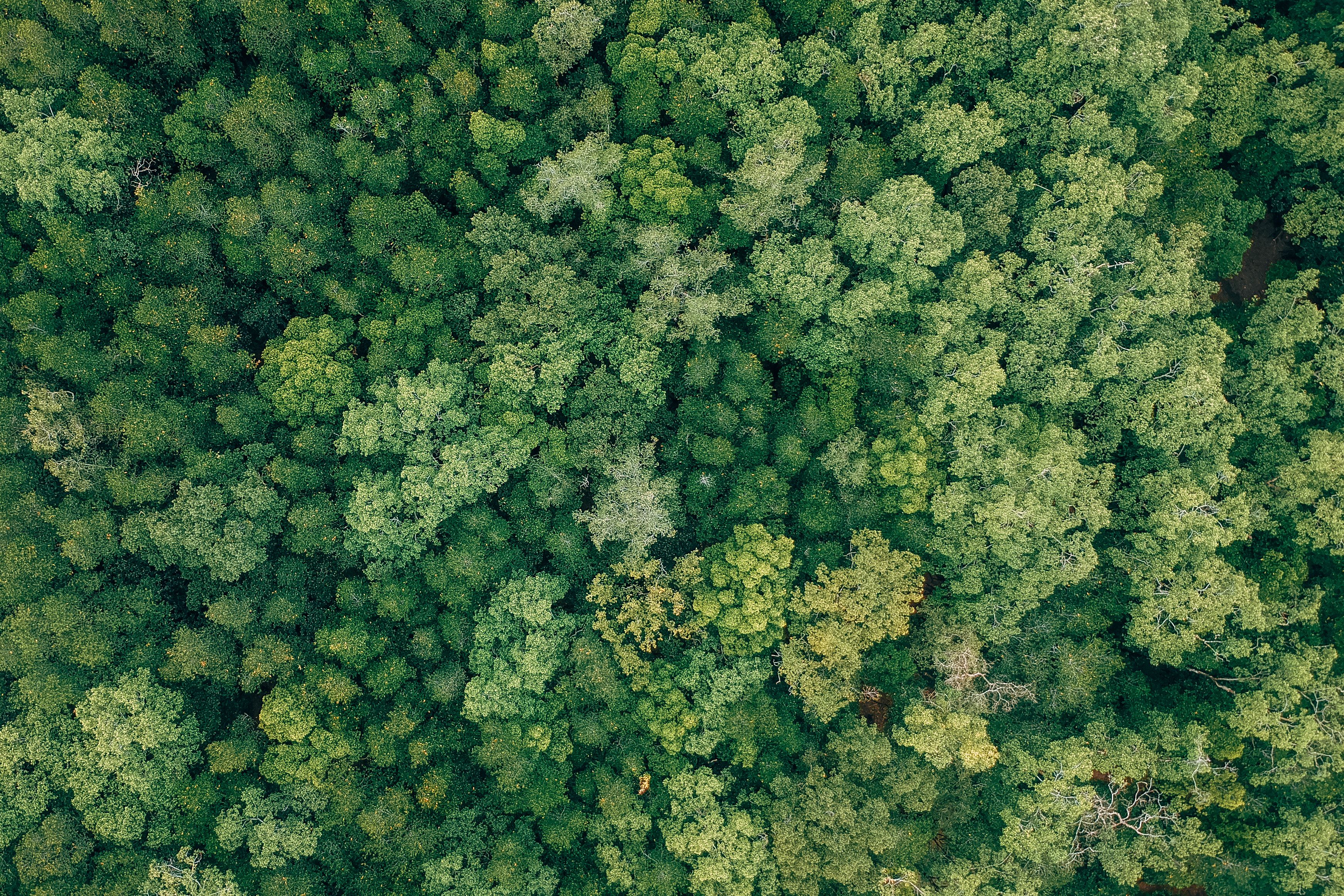 Aerial Shot Of Green Trees · Free Stock Photo