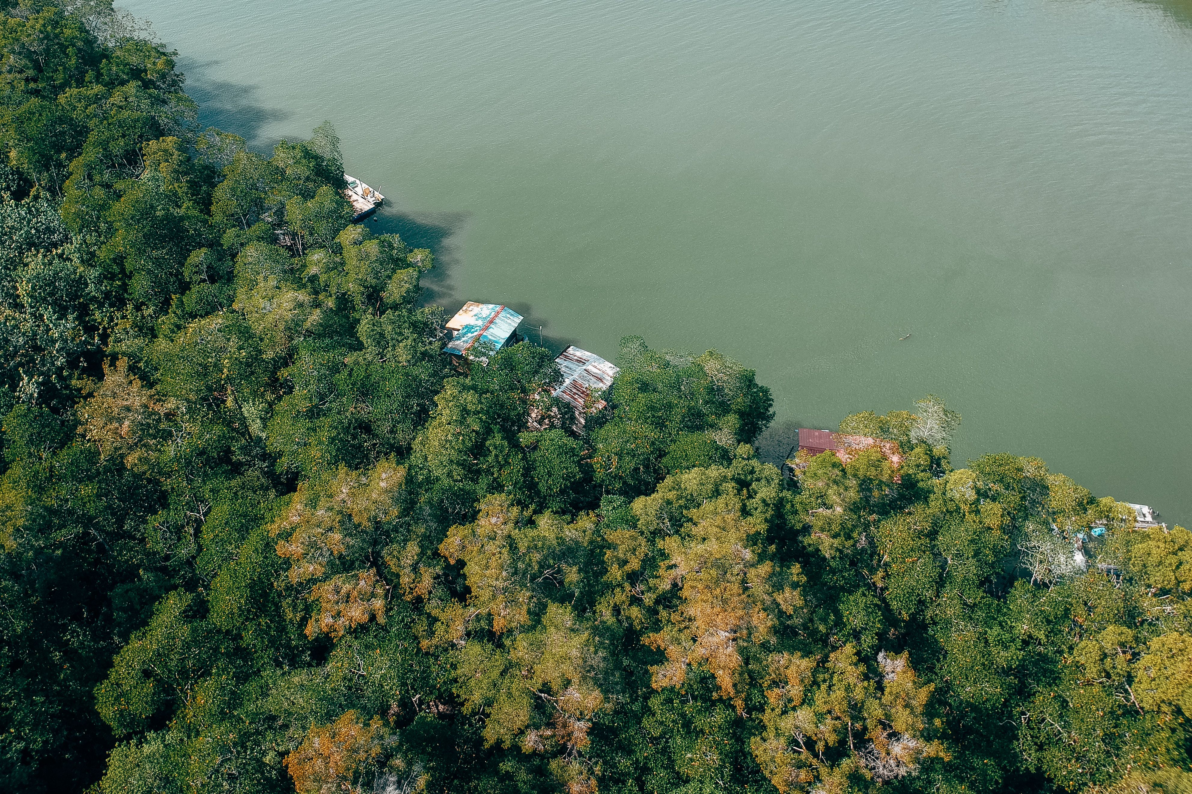 Drone Shot of Trees · Free Stock Photo