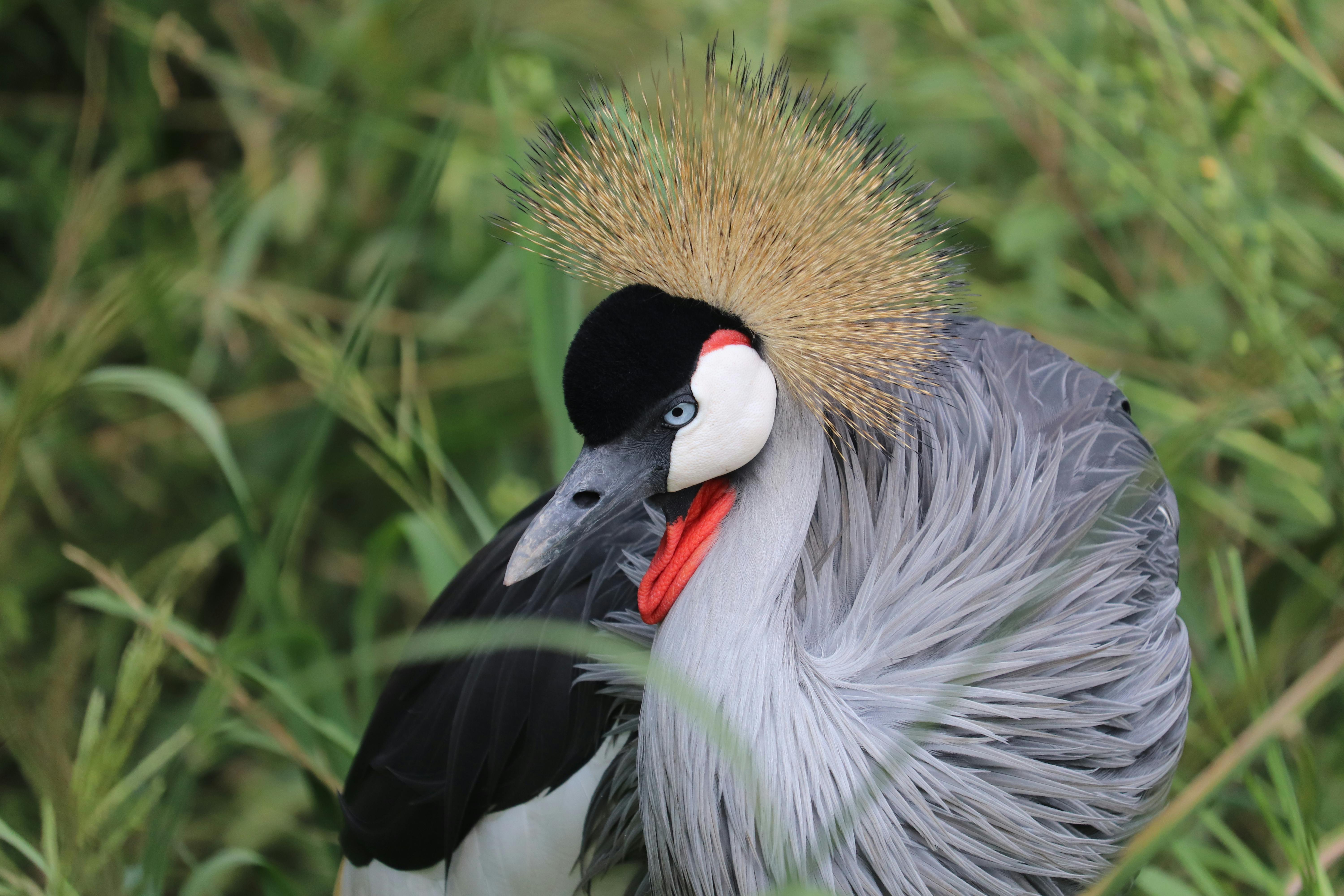 Close-up Shot Of Crane Bird · Free Stock Photo