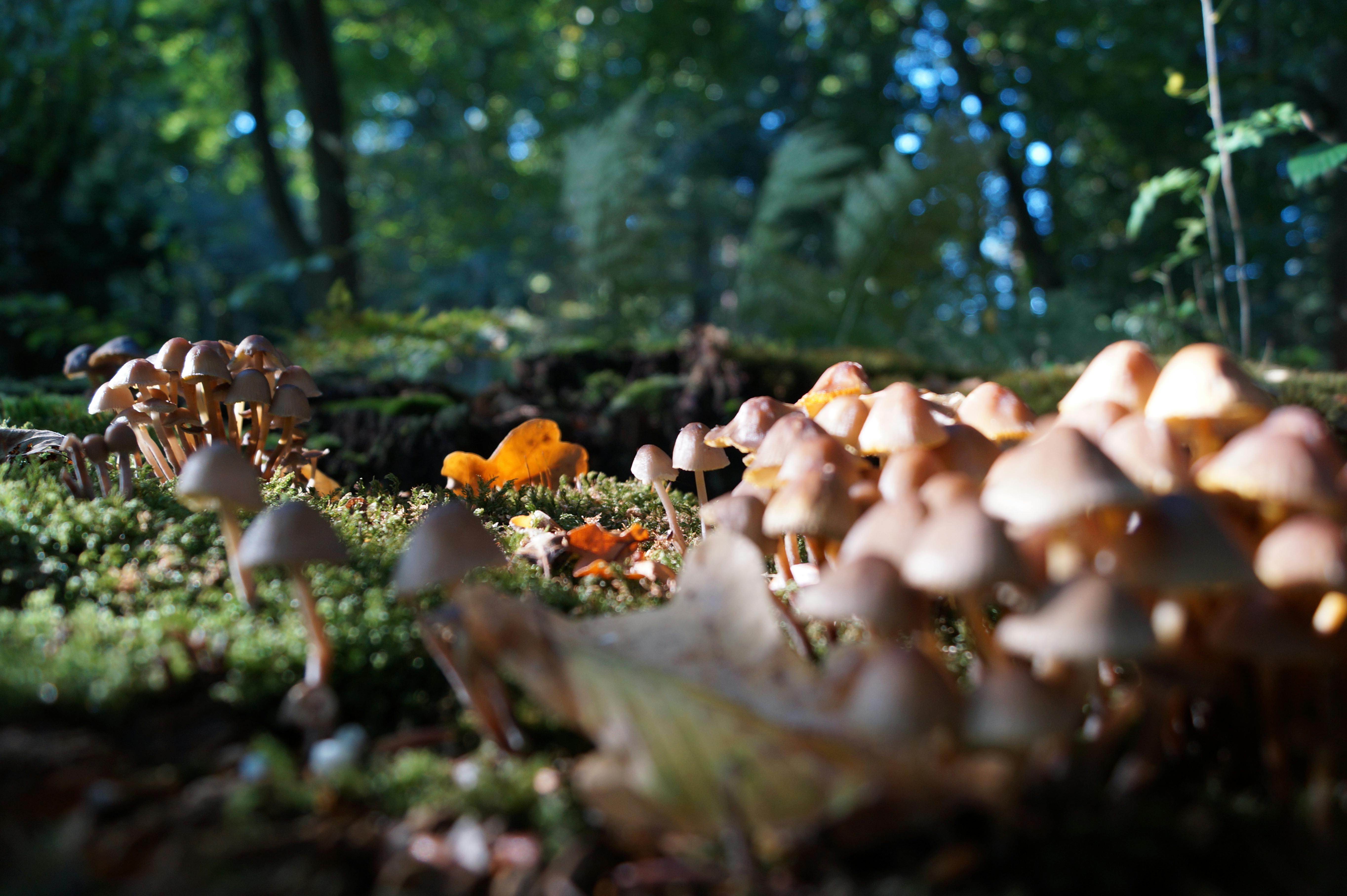 Foto de stock gratuita sobre crecimiento, hongos, musgo