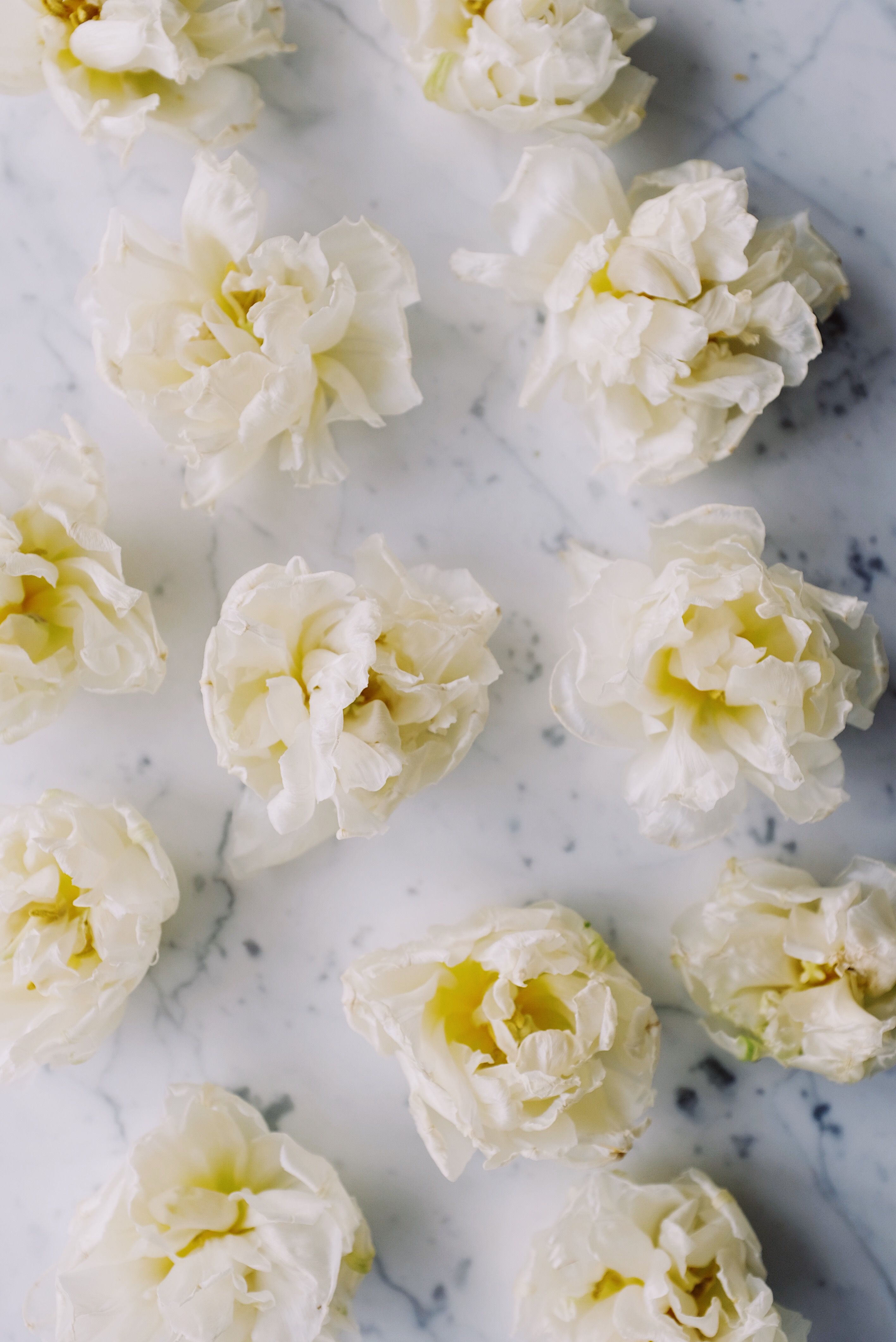 Close-up of Flowers · Free Stock Photo