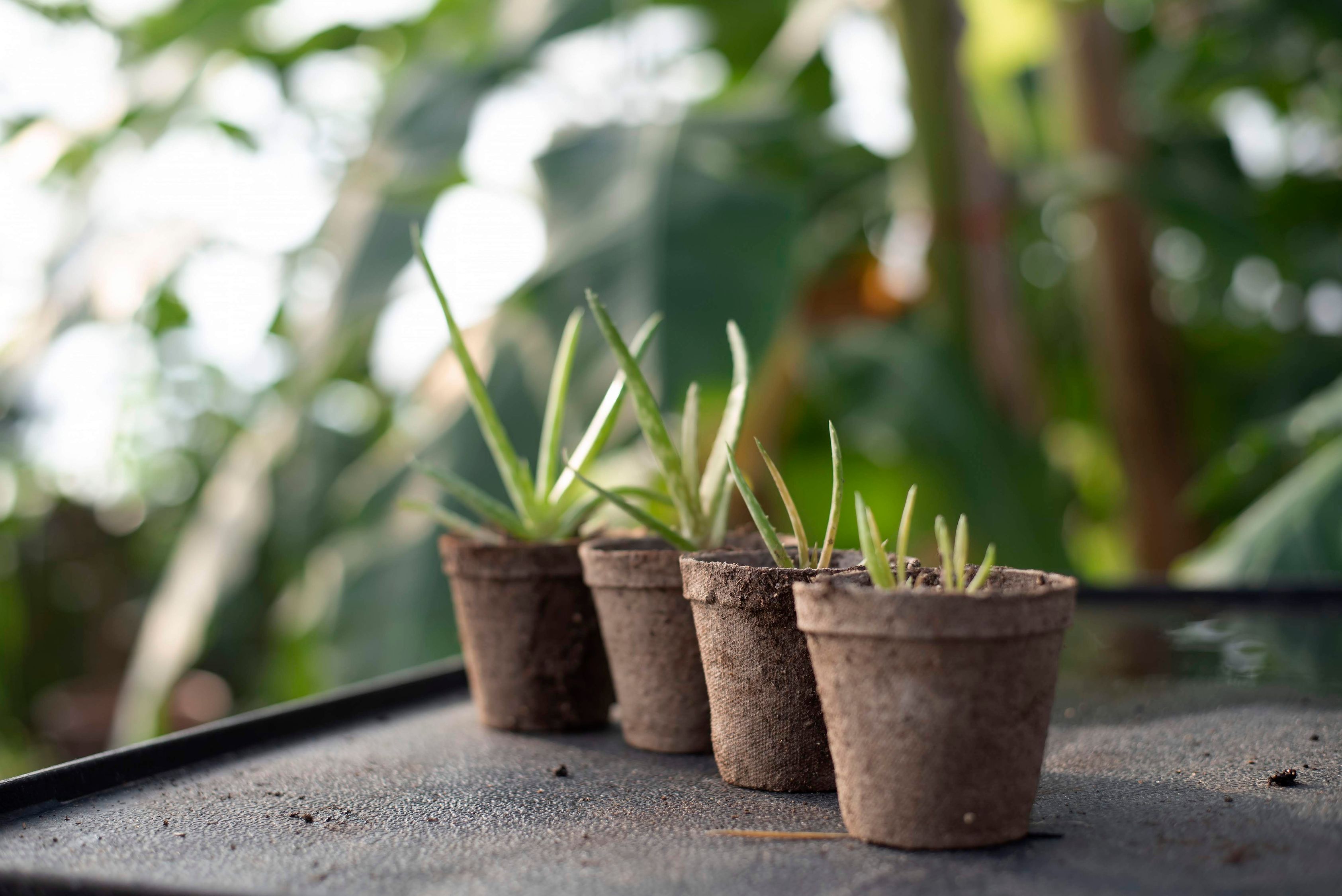 Plants In Pots Free Stock Photo plants-in-pots-free-stock-photo