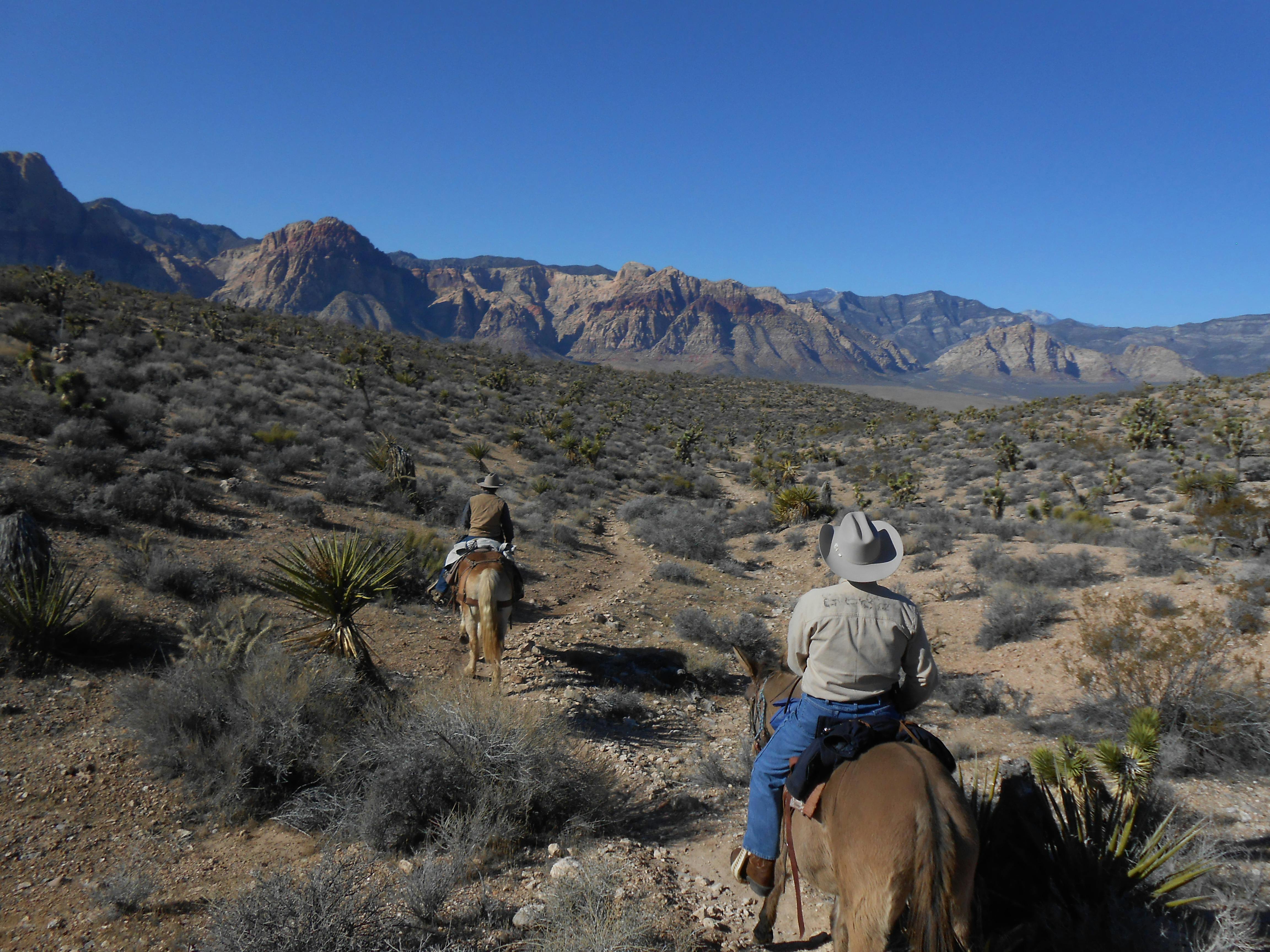 Free stock photo of desert, horse rider