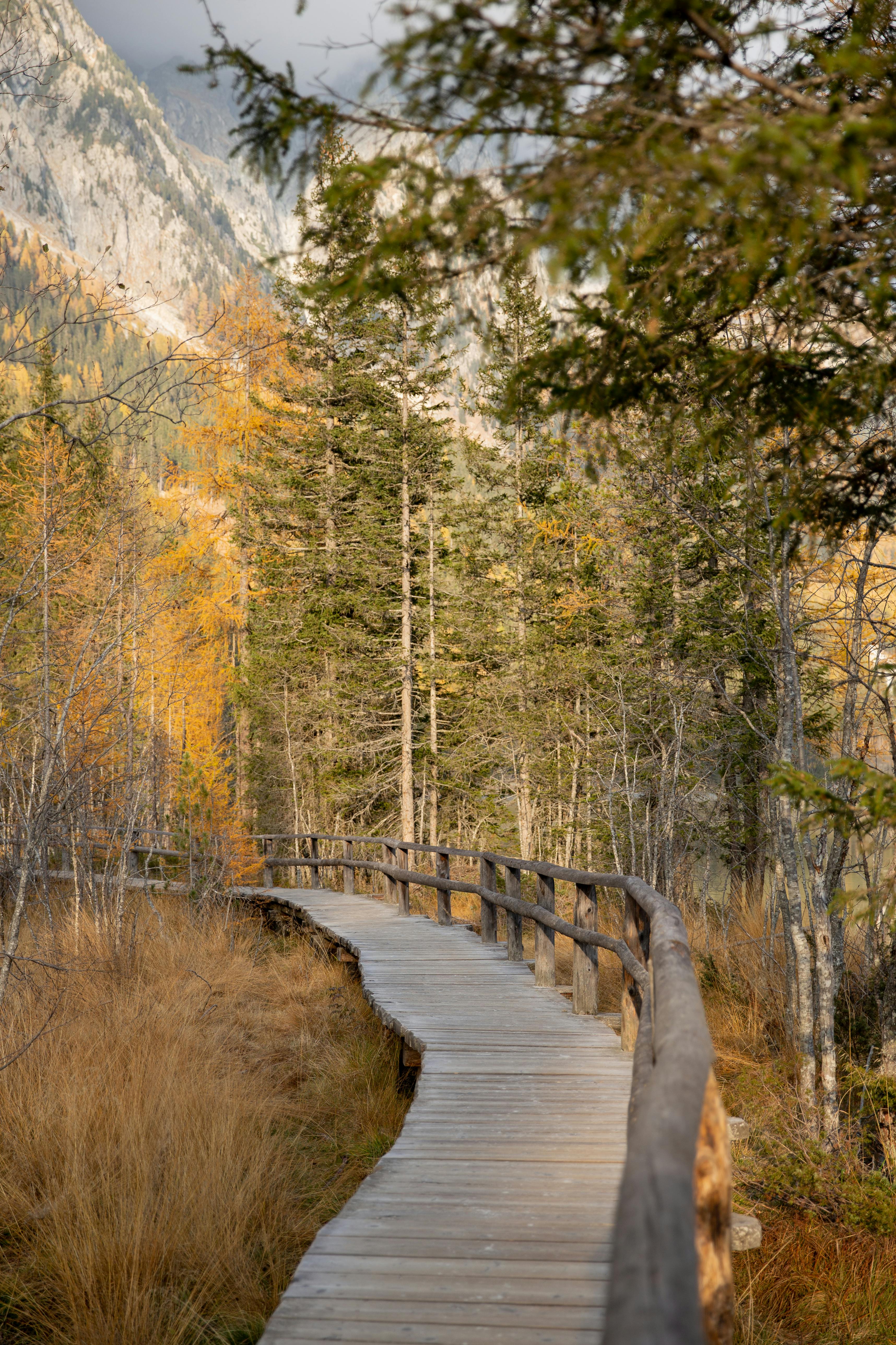 Brown Wooden Bridge Between Trees · Free Stock Photo