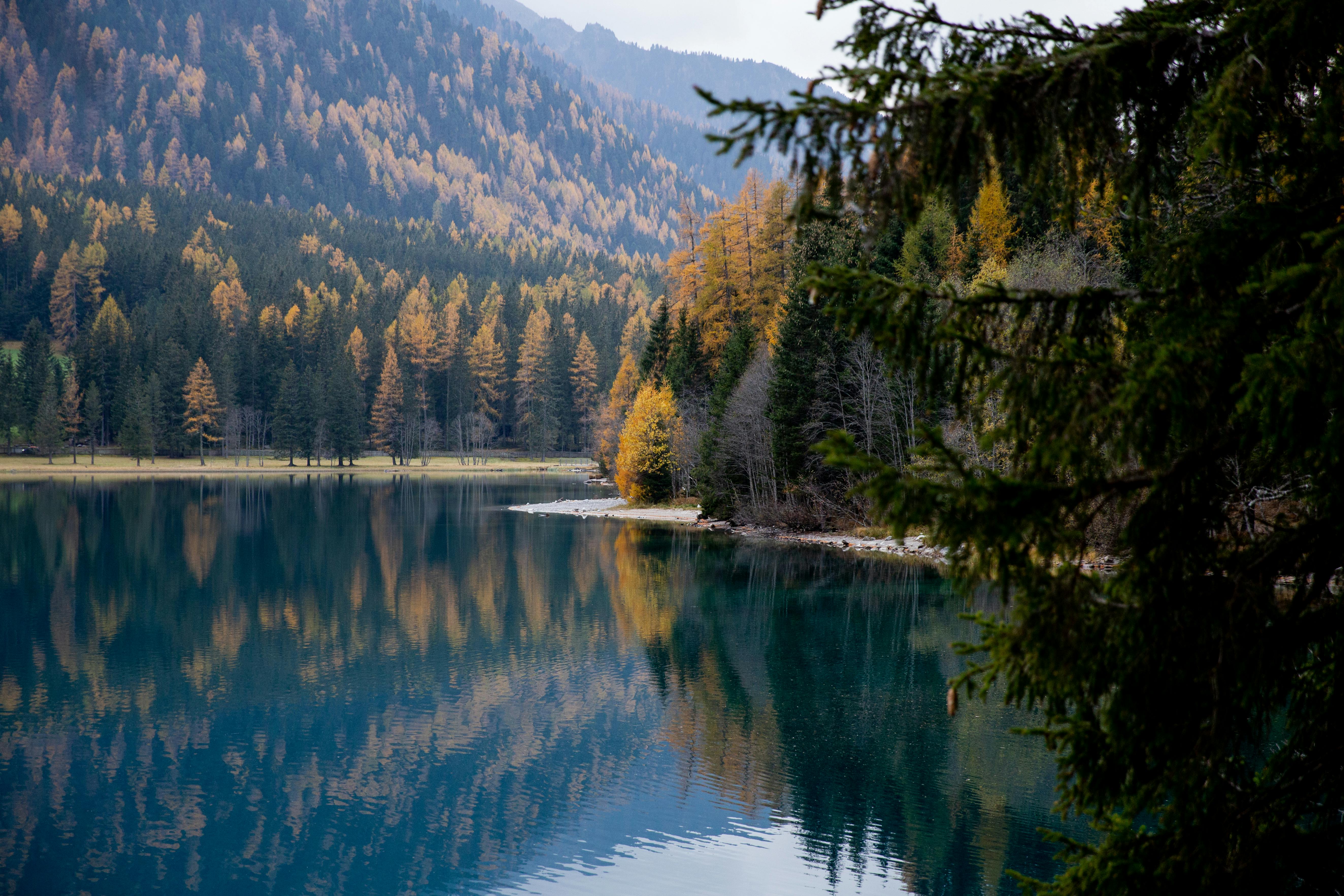 Green Trees Beside Lake · Free Stock Photo