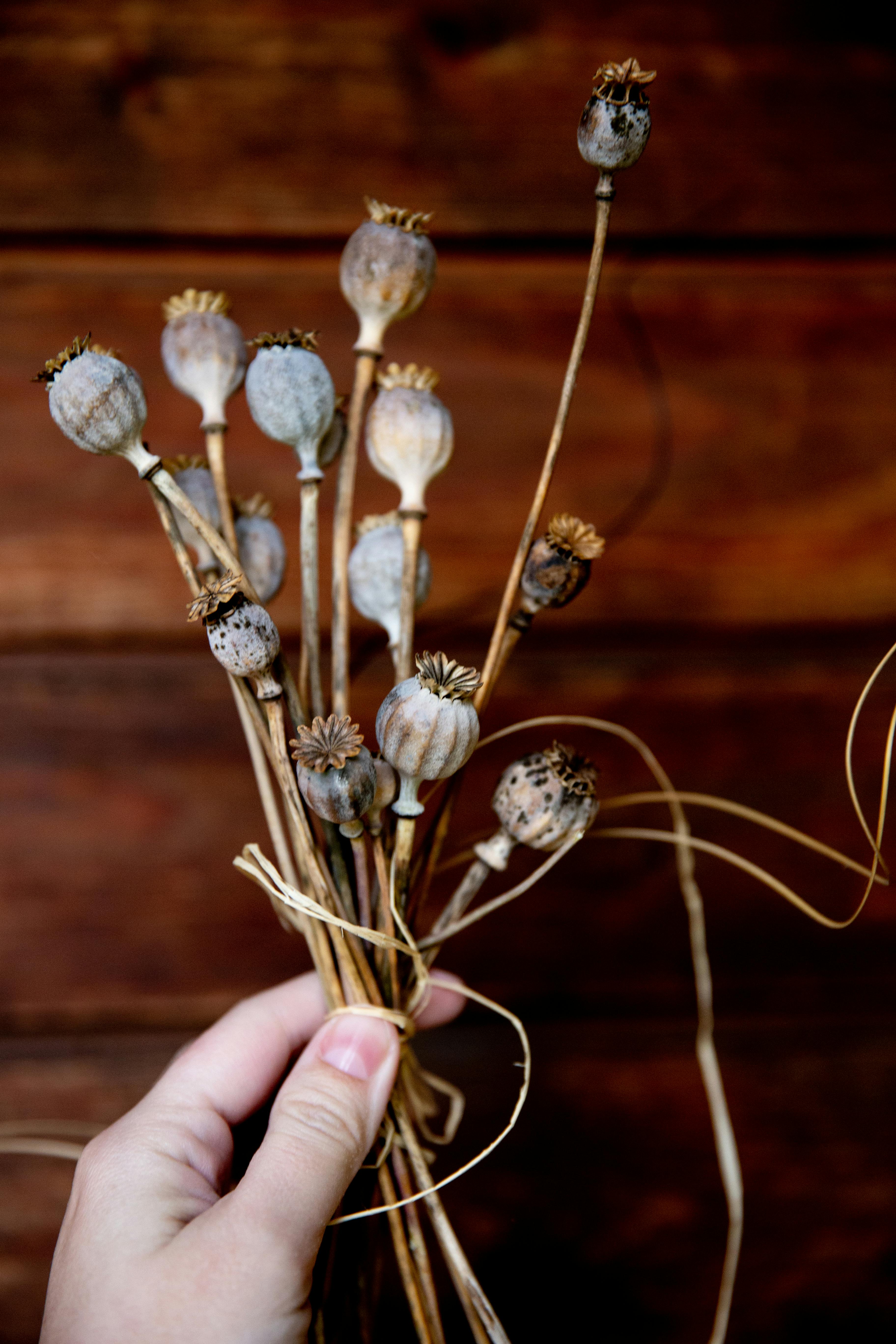 1000+ Interesting Flower Buds Photos Pexels · Free Stock Photos