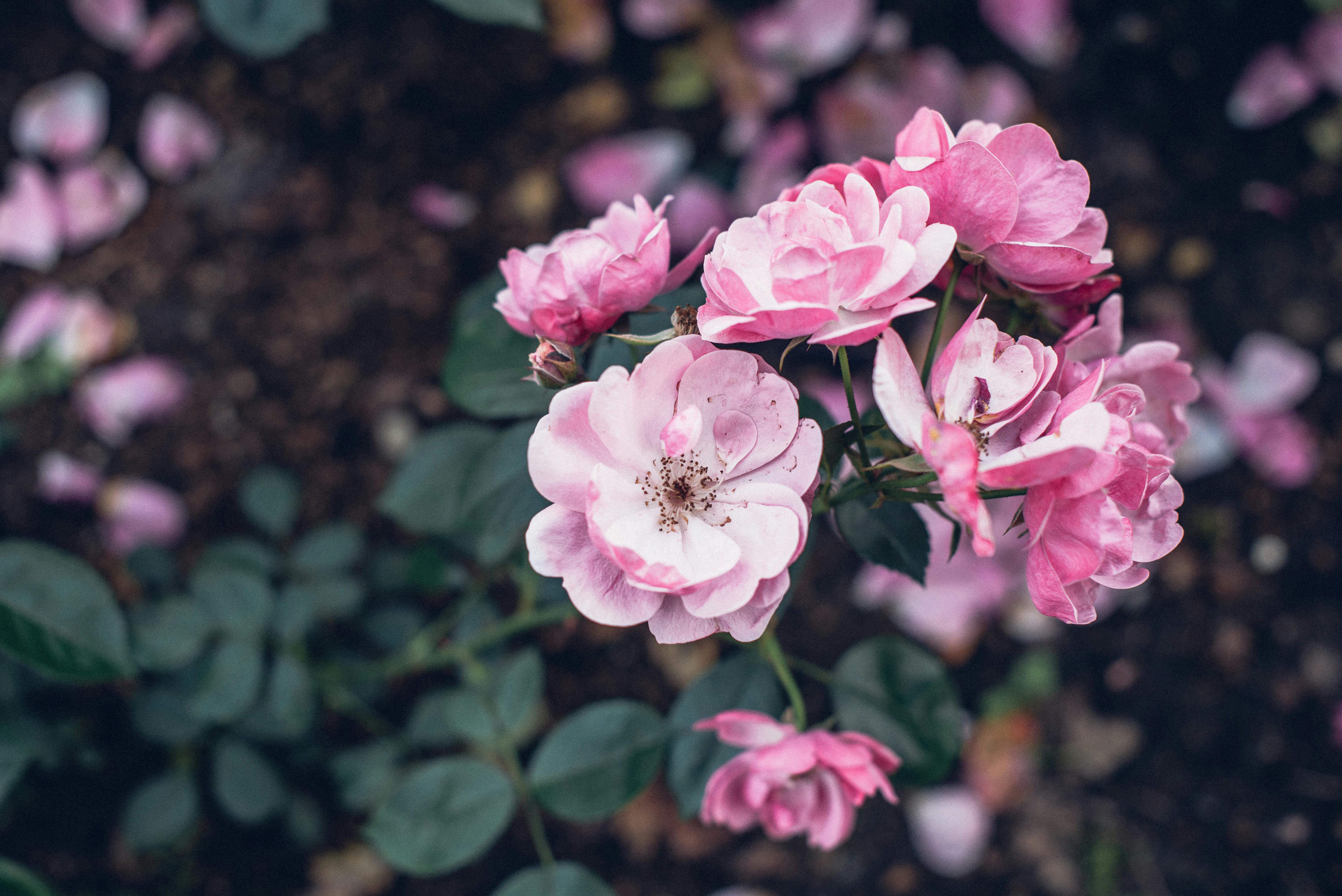 Close-Up Photo Of Pink Flowers · Free Stock Photo