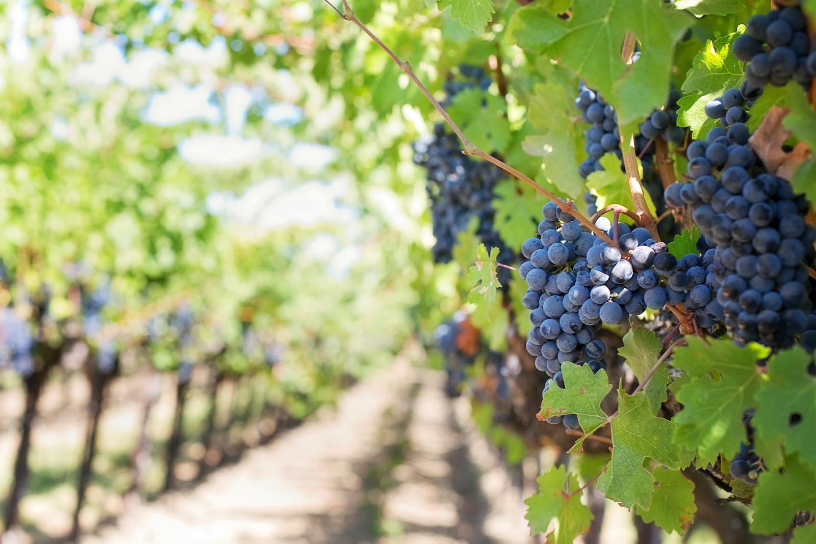 Vineyard Photos, Download The BEST Free Vineyard Stock Photos & HD Images