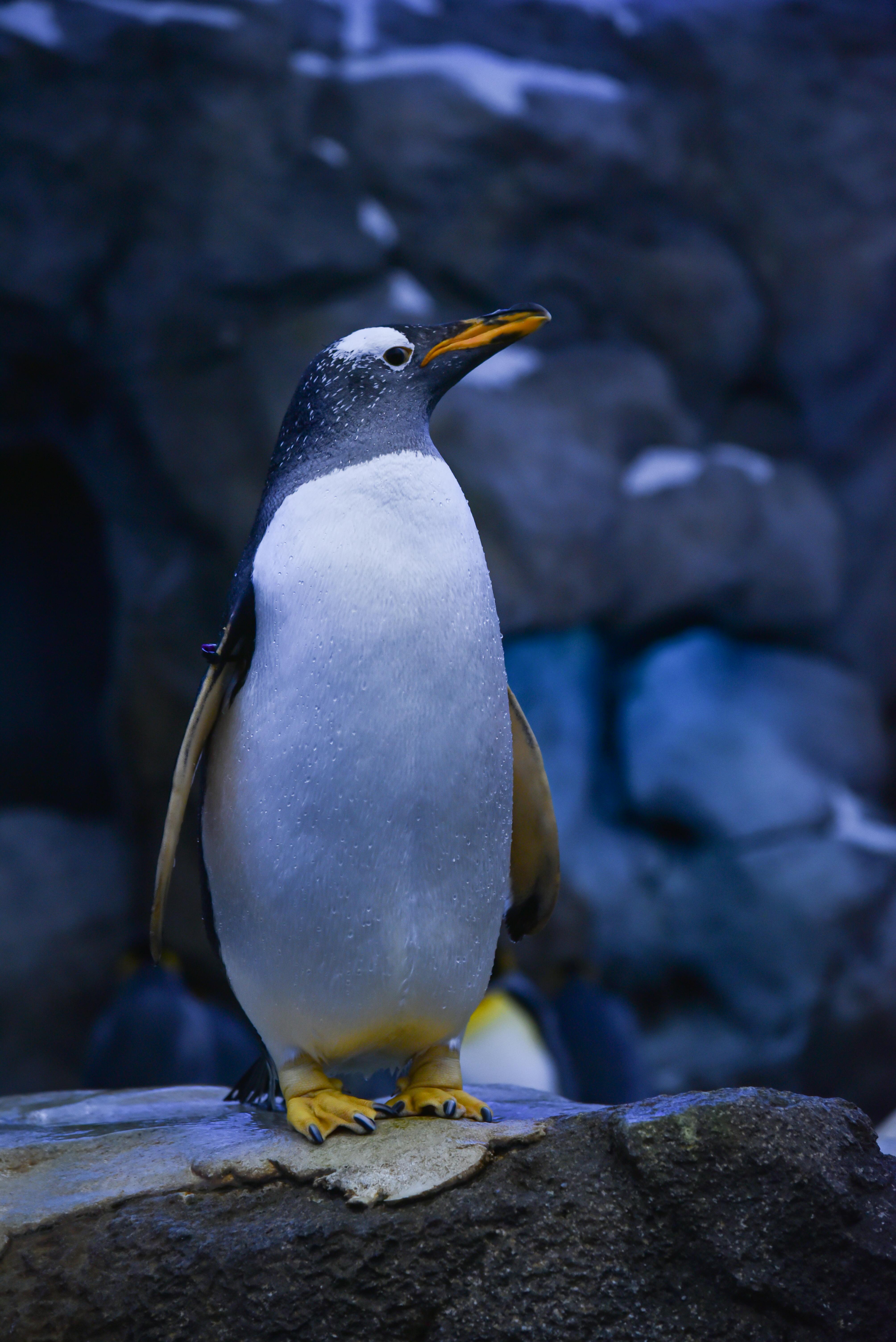 100+ Great Penguin Photos · Pexels · Free Stock Photos