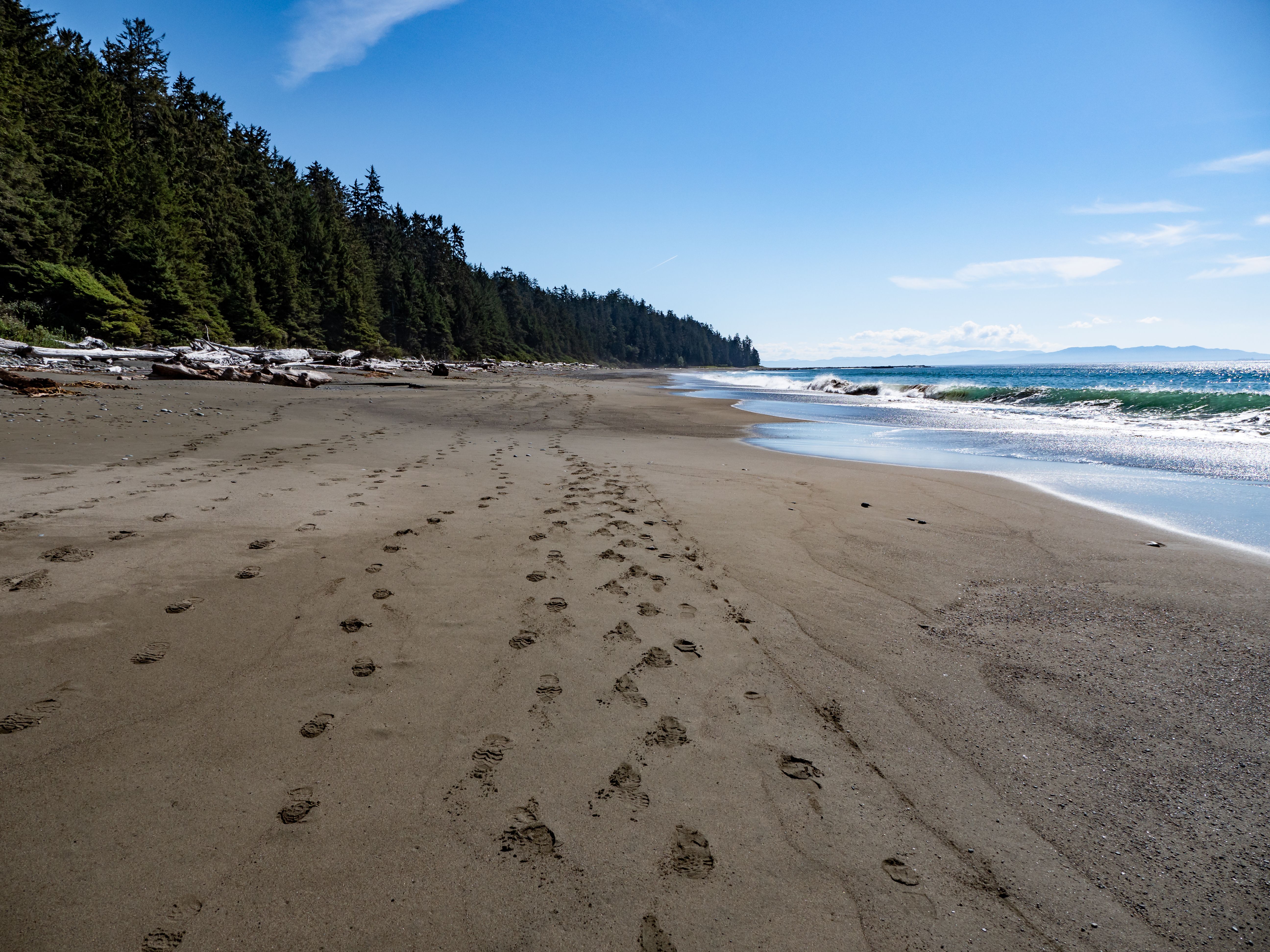 Beach Shore With Green Trees and Blue Sky · Free Stock Photo