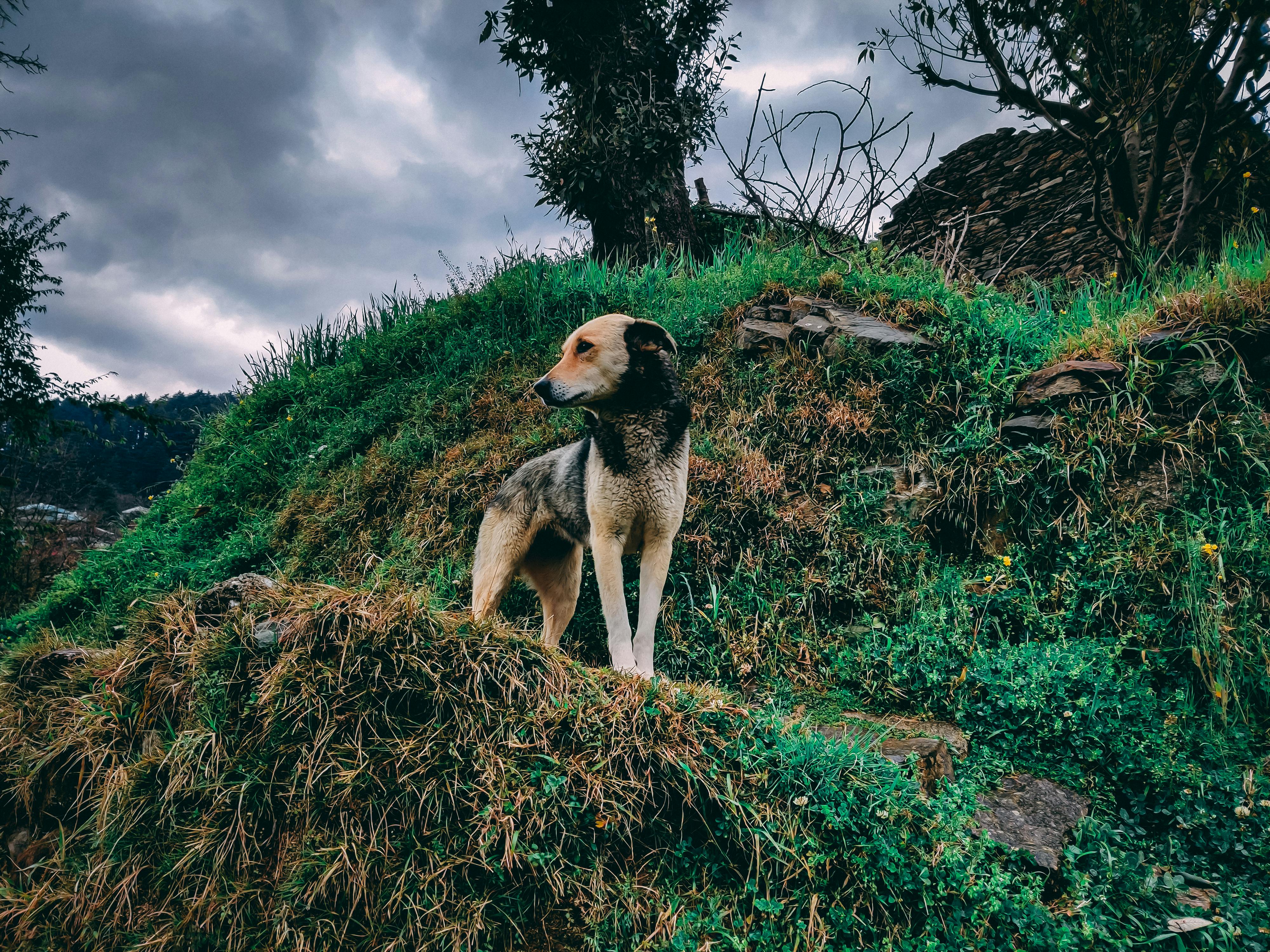 rasik · Photography