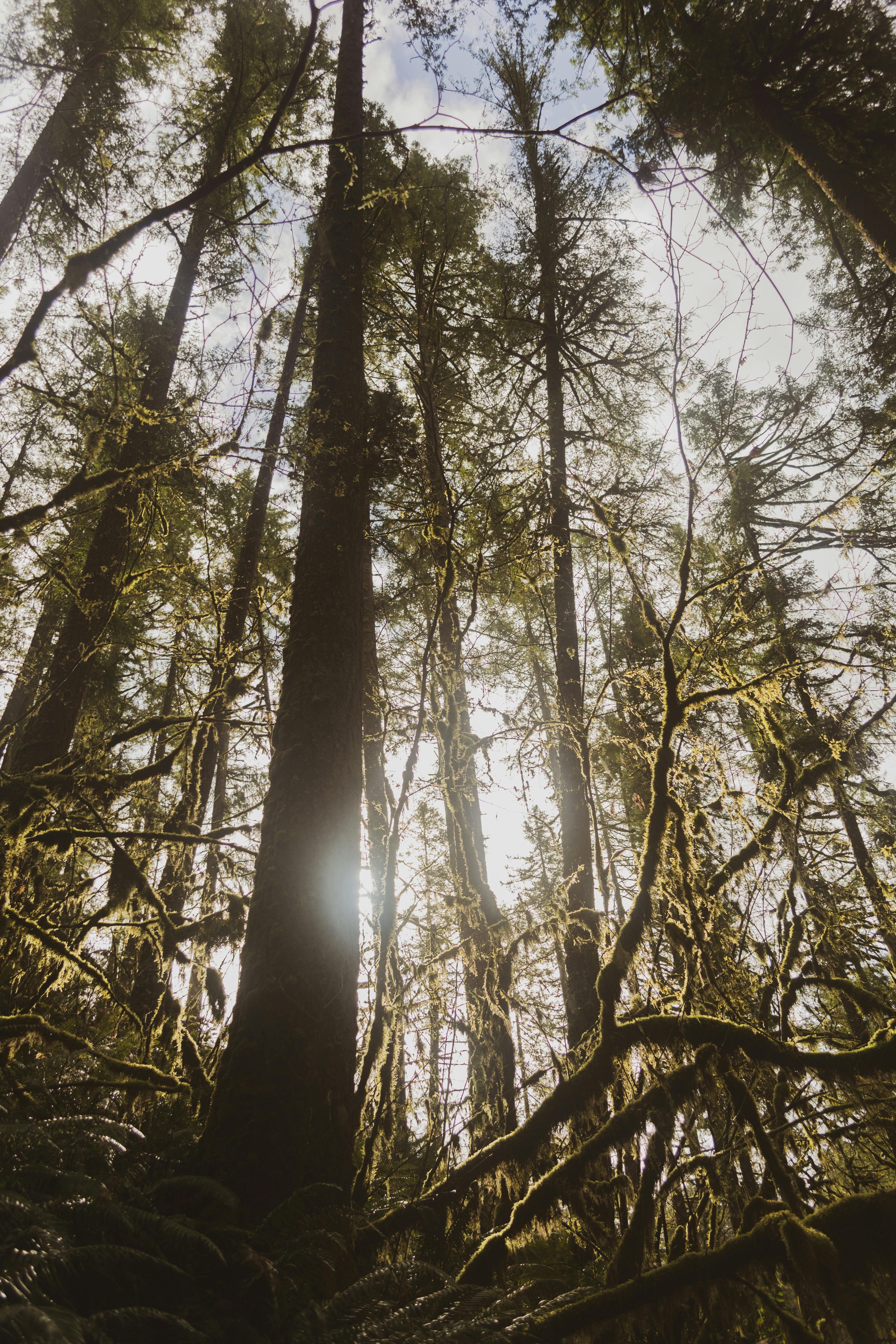 Low Angle Shot Of Tree · Free Stock Photo