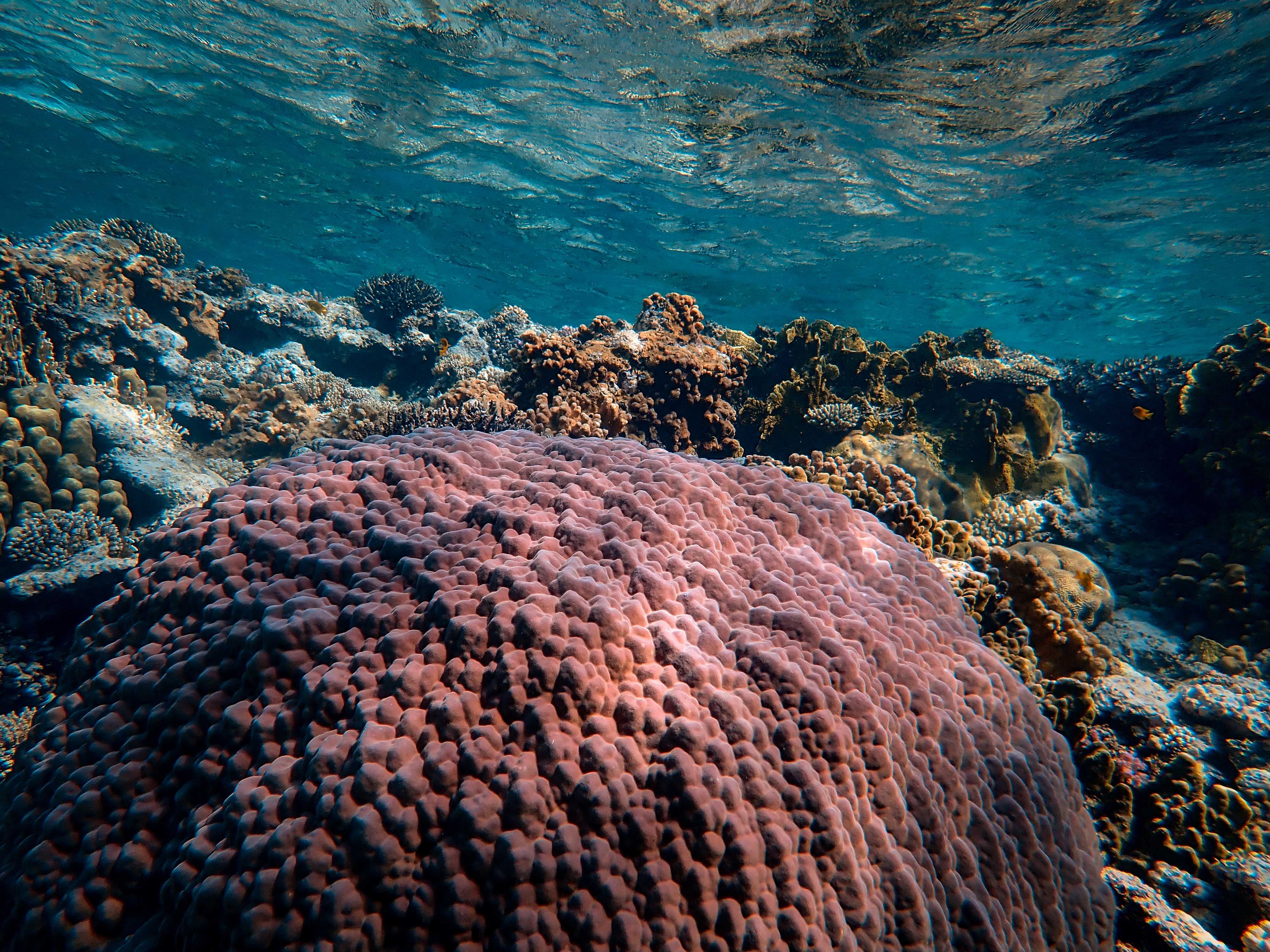 Coral Reef Under Clear Water · Free Stock Photo