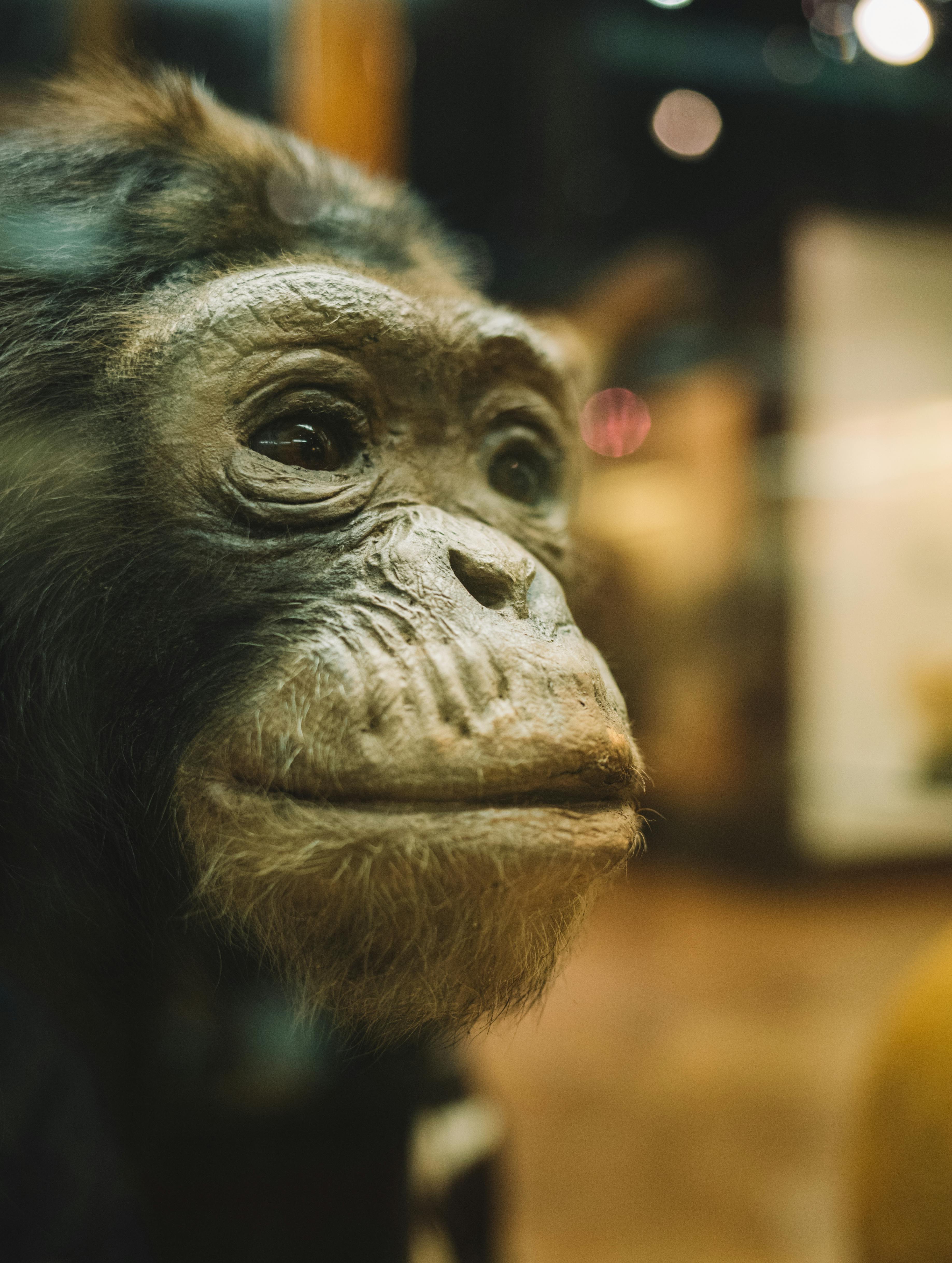 Black Monkey in Tilt Shift Lens · Free Stock Photo