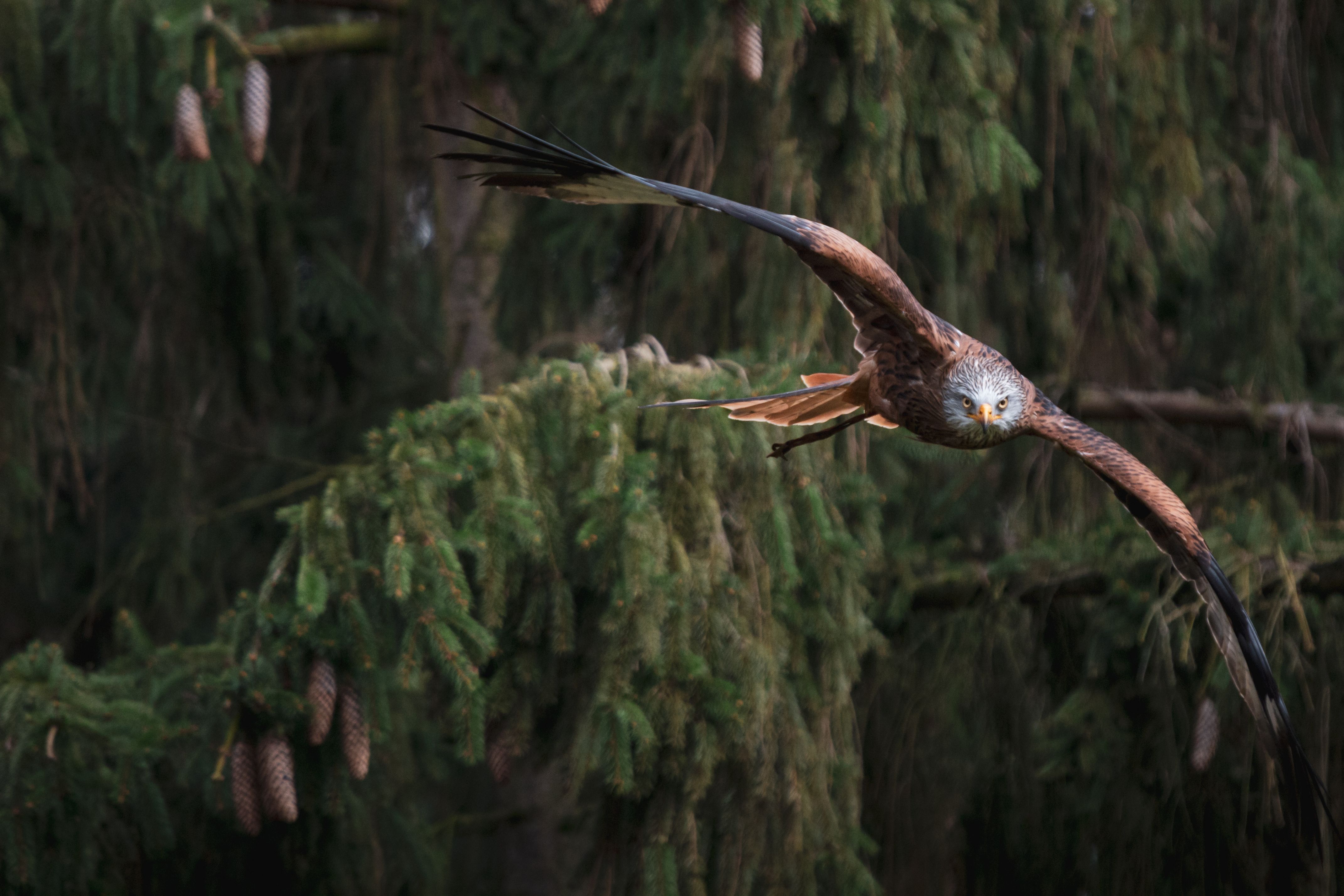 Brown Bird Flying · Free Stock Photo