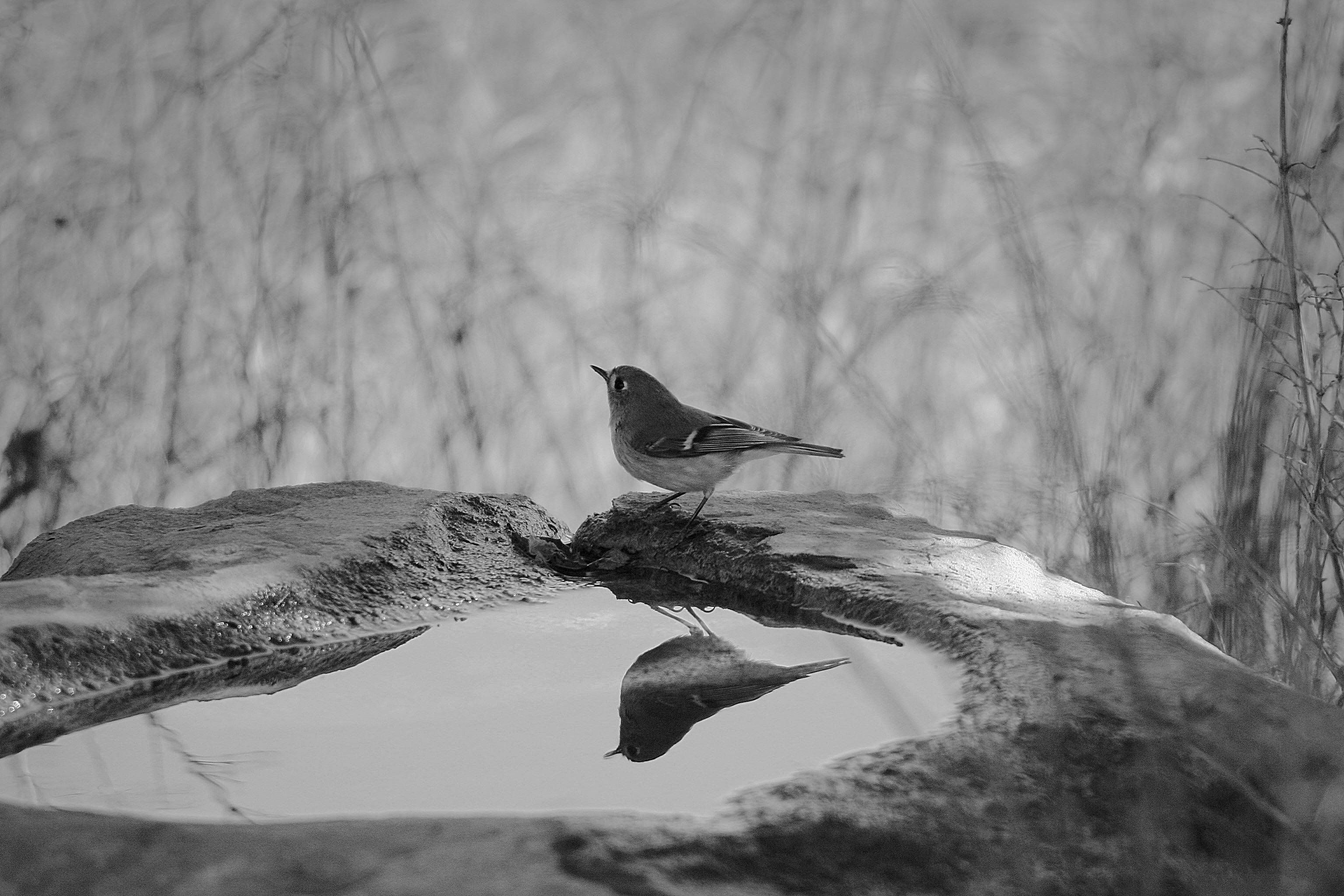 Grayscale Photo Of Bird · Free Stock Photo