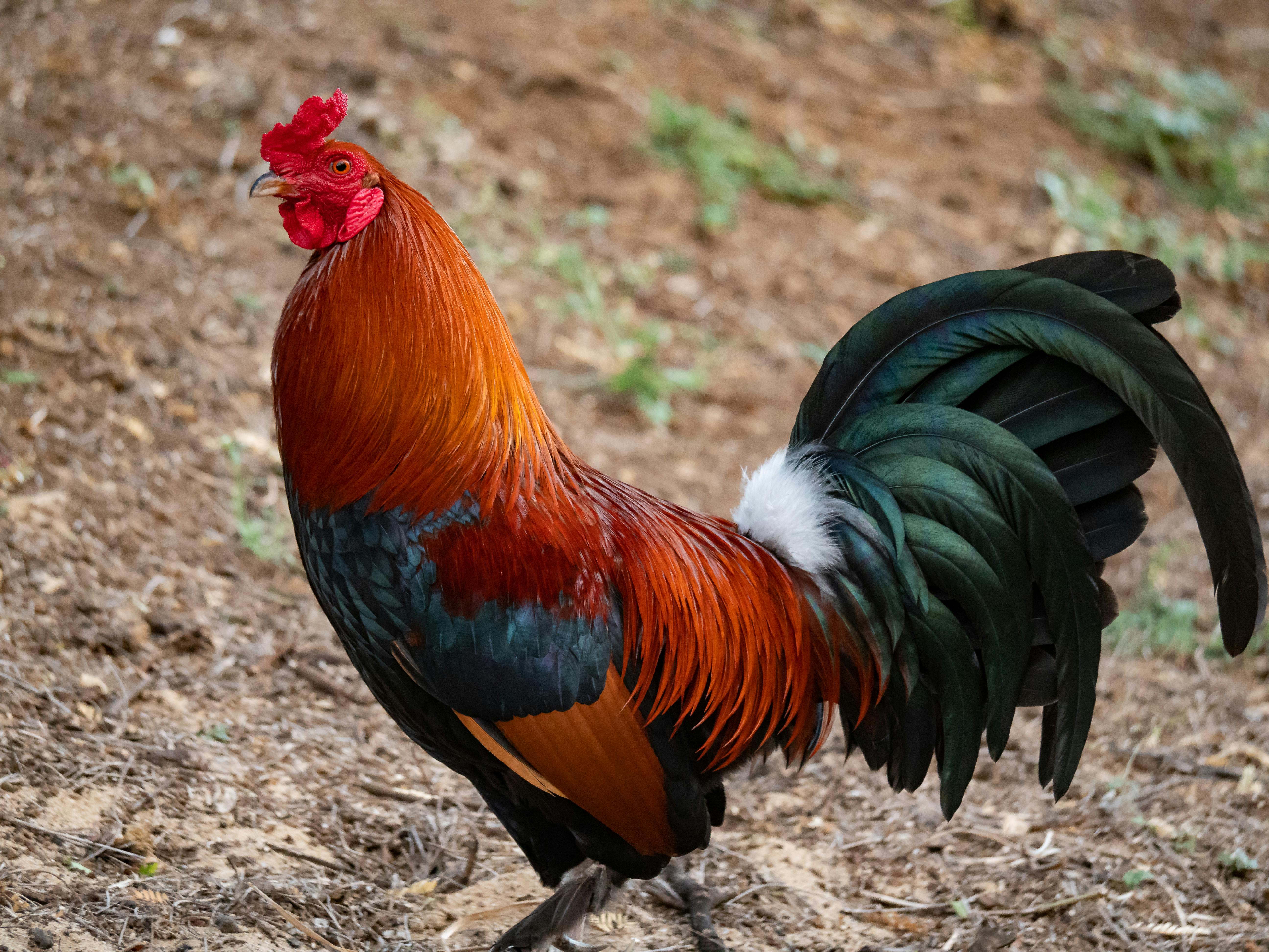Photo Of A Rooster · Free Stock Photo