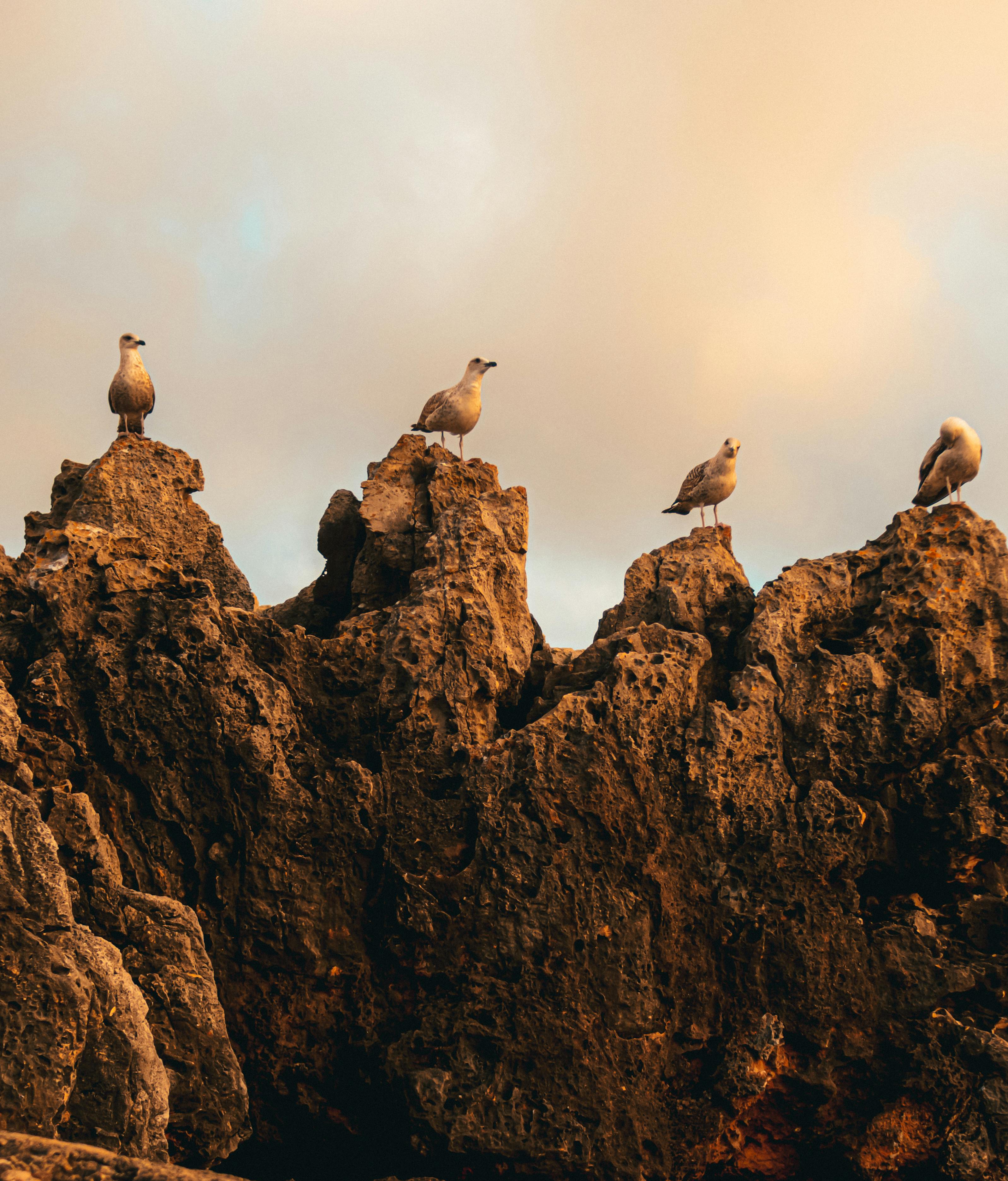 Birds Perched On Rock · Free Stock Photo