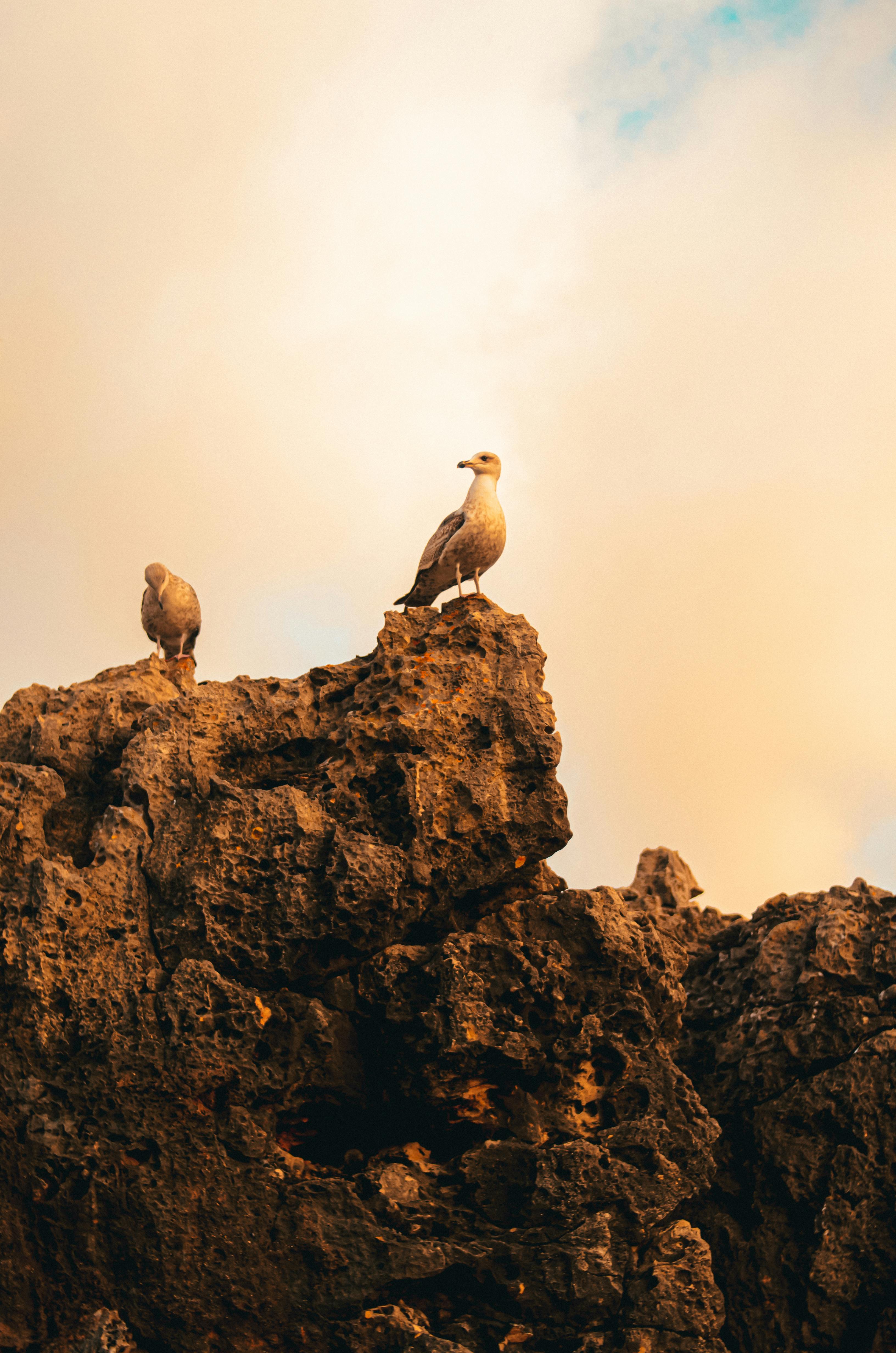 Birds Perched On Brown Rock · Free Stock Photo