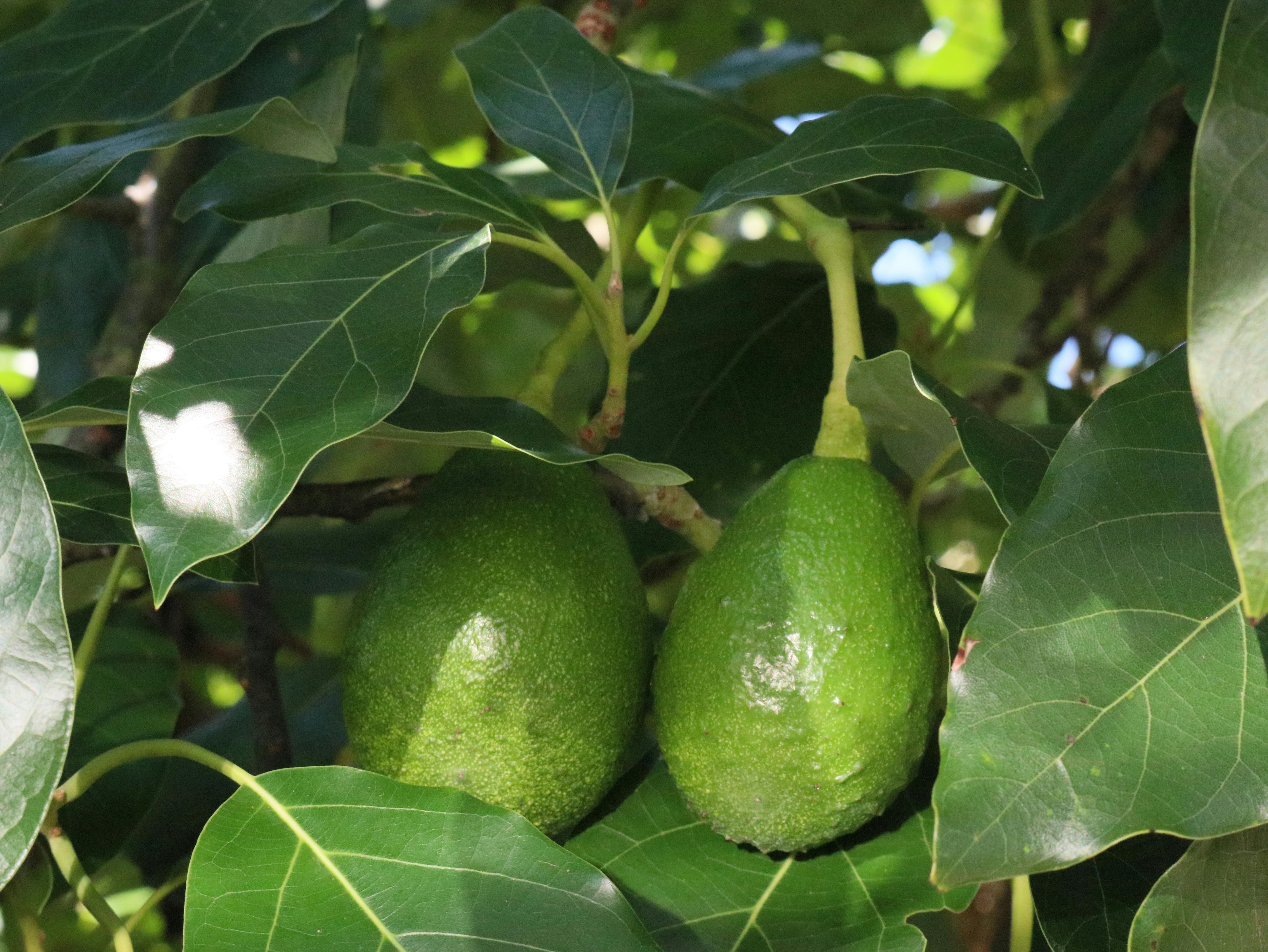 Free stock photo of avocado, avocado tree, green