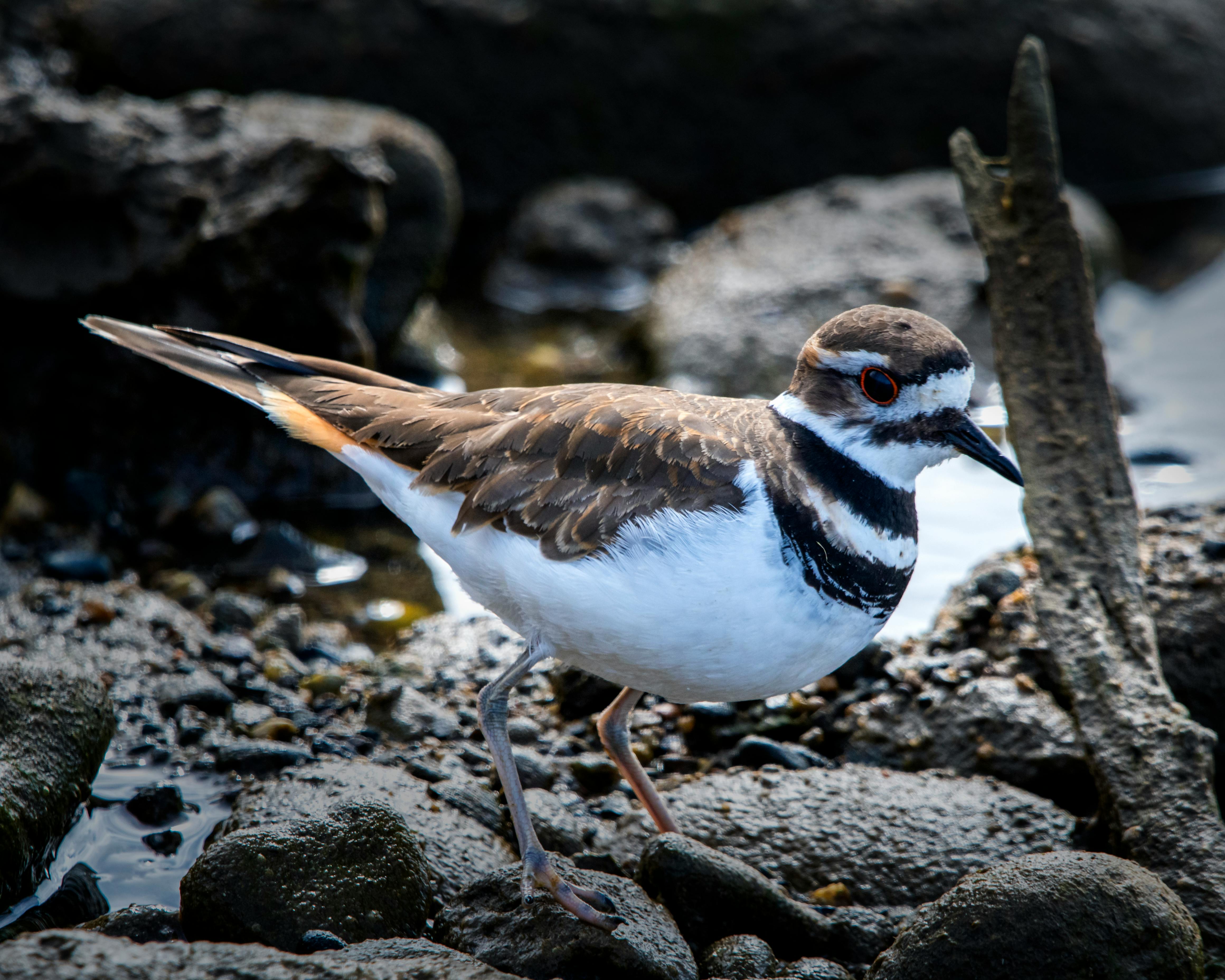 Back View Photo of Isolated Bird in Black Background · Free Stock Photo