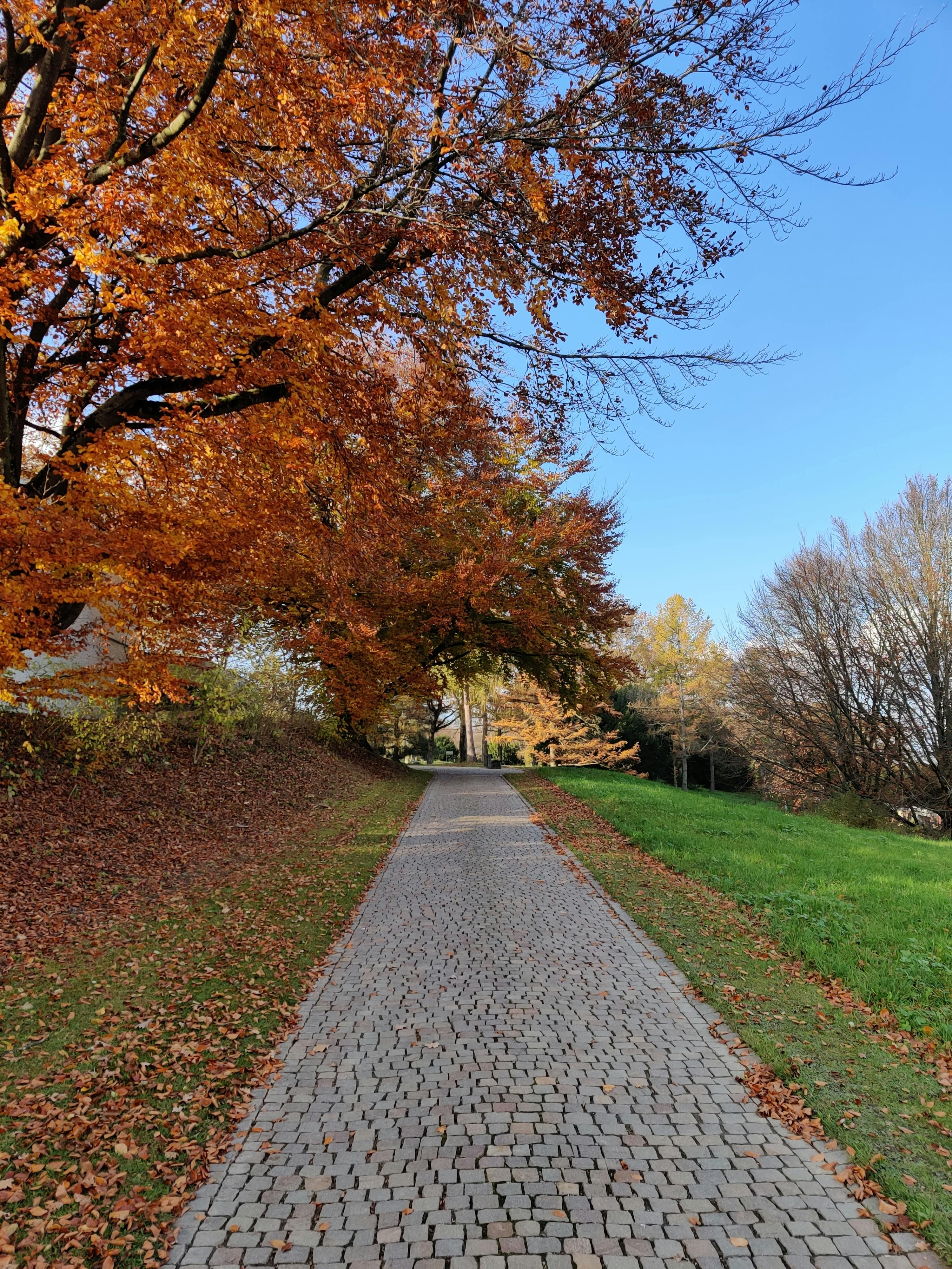 Picturesque Autumn Pathway with Vibrant Foliage · Free Stock Photo